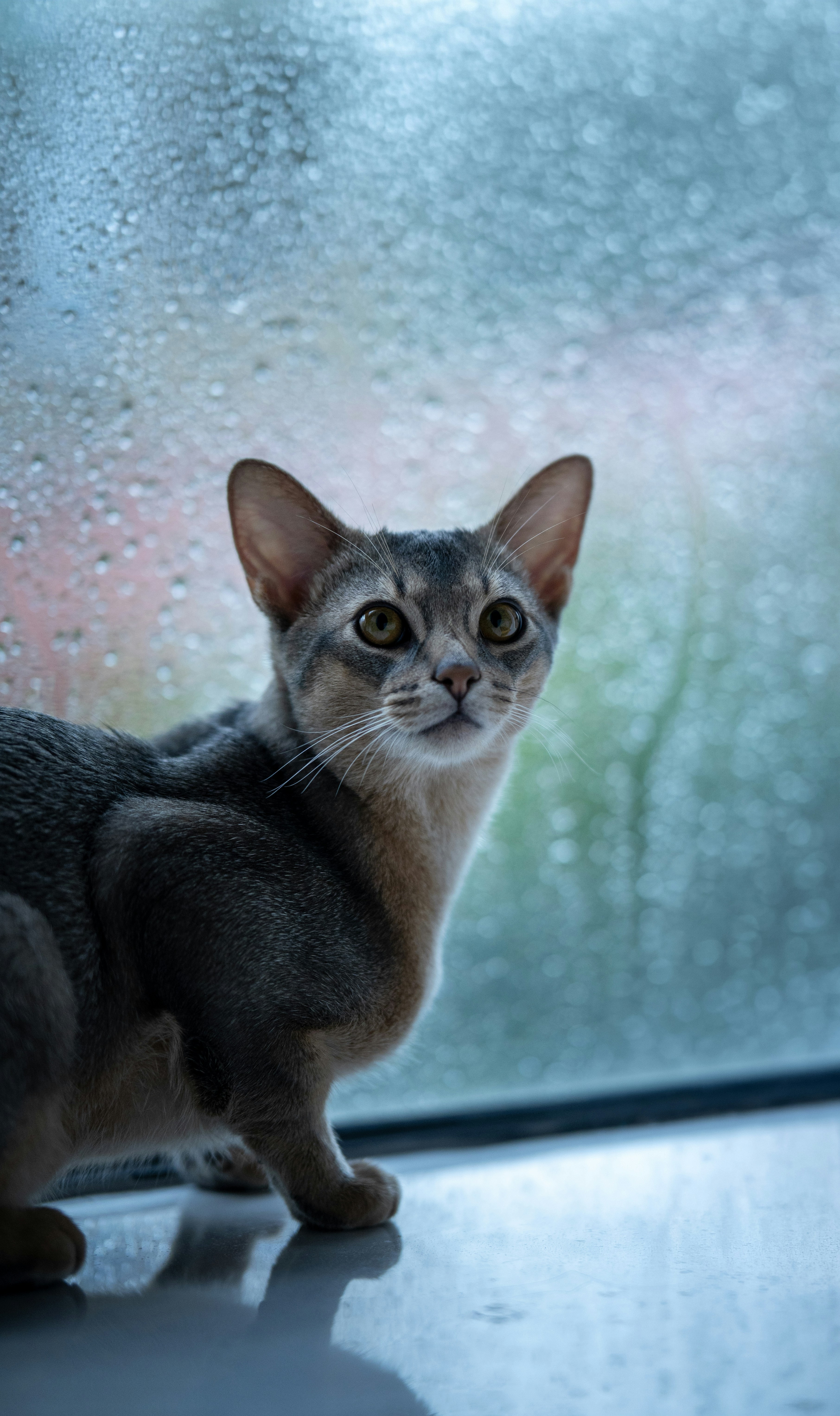 Curious Feline at the Rainy Window