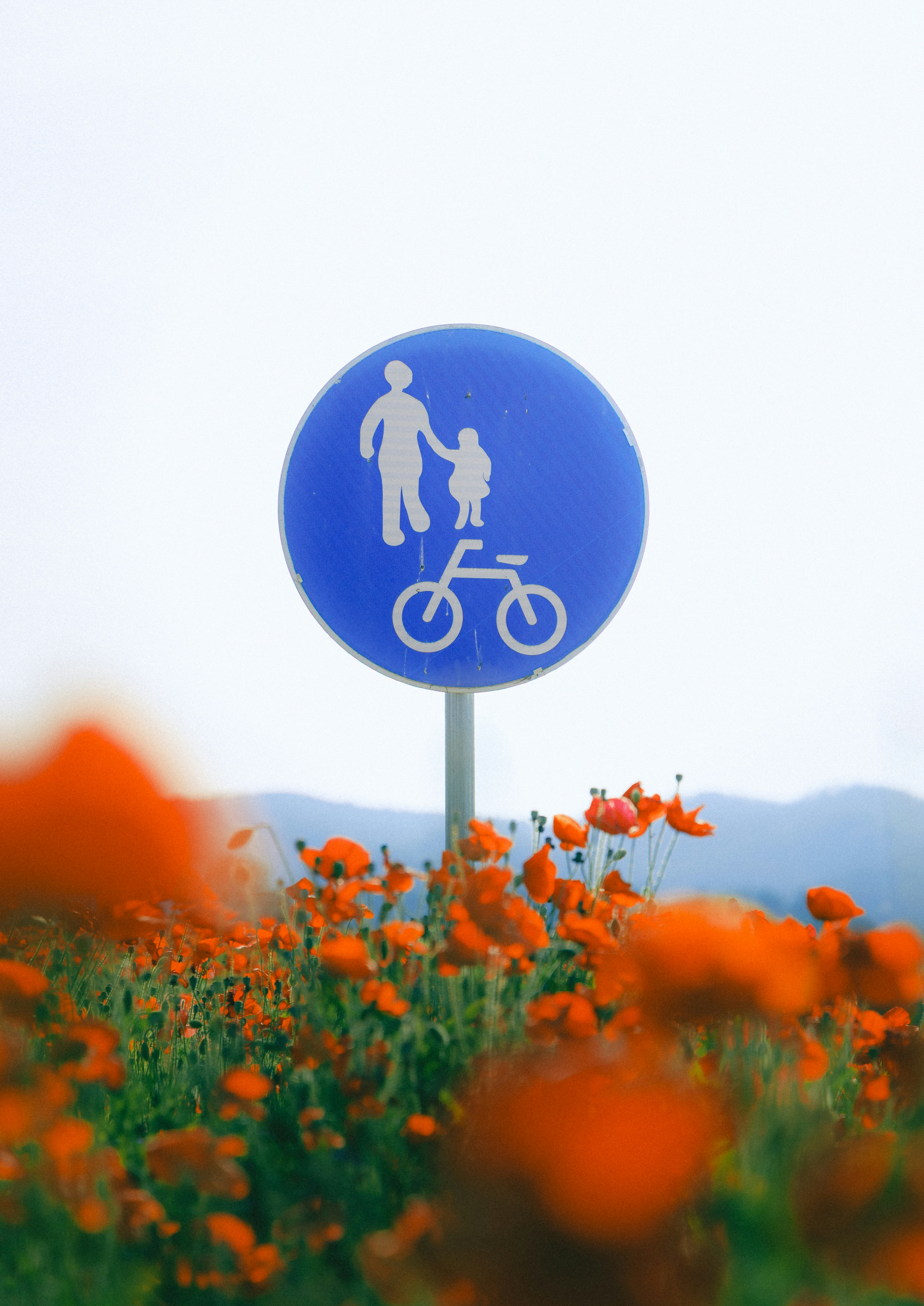 Blue Sign Amid a Sea of Red: A Portrait of Pedestrian and Cycle Path