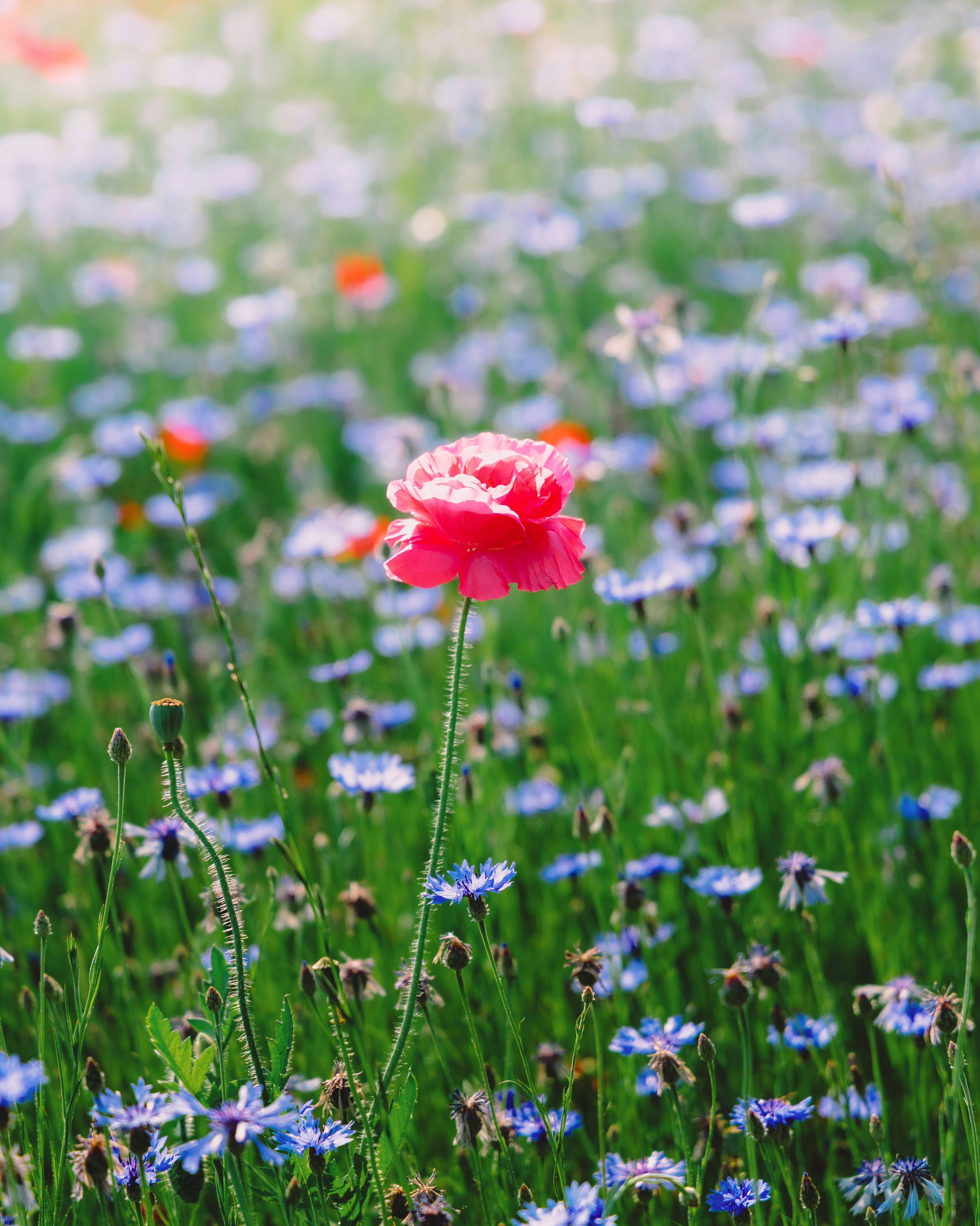 Scarlet bloom among a sea of blue: a lone poppy leads the field