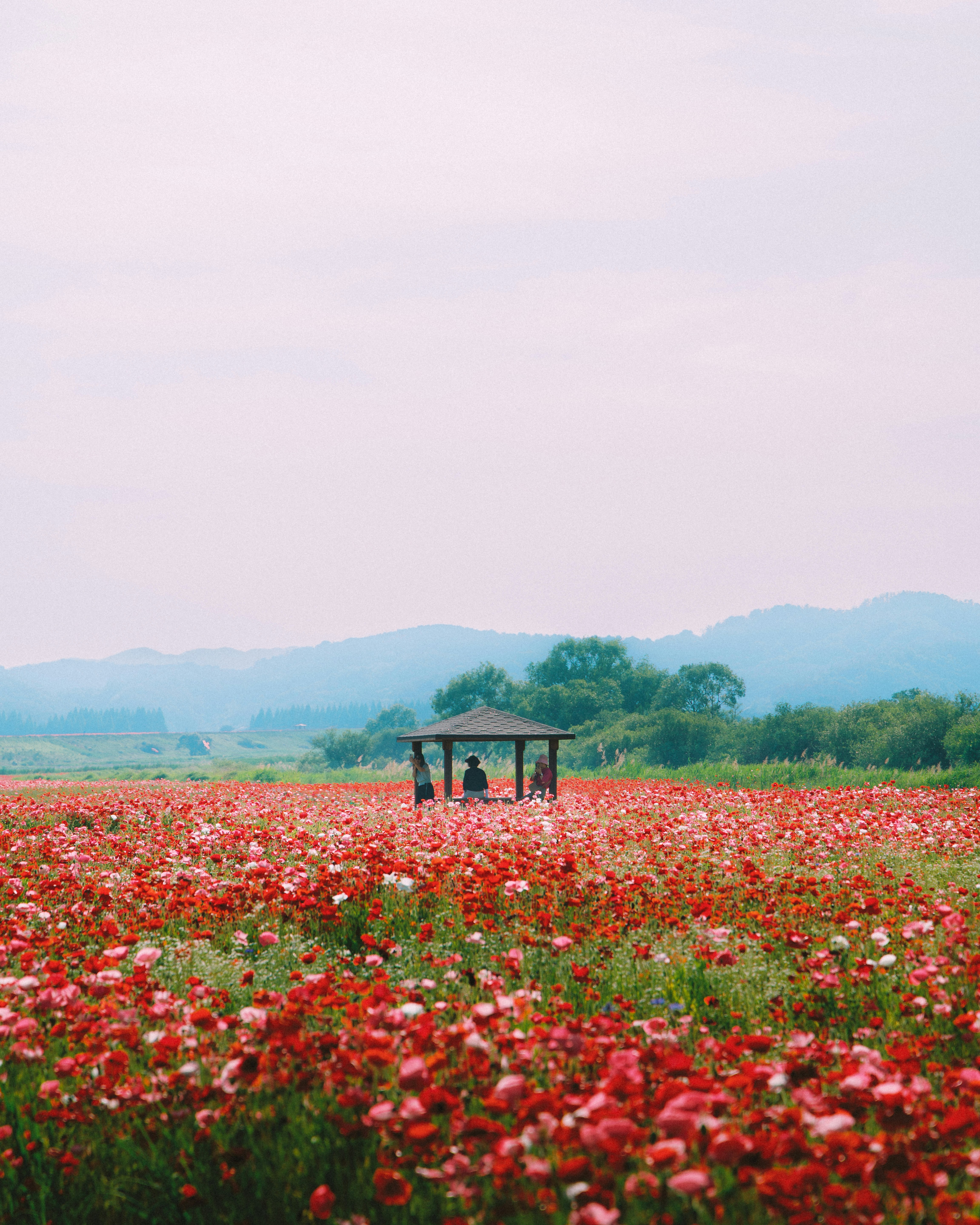 A Quiet Pavilion amidst a Blooming Sea