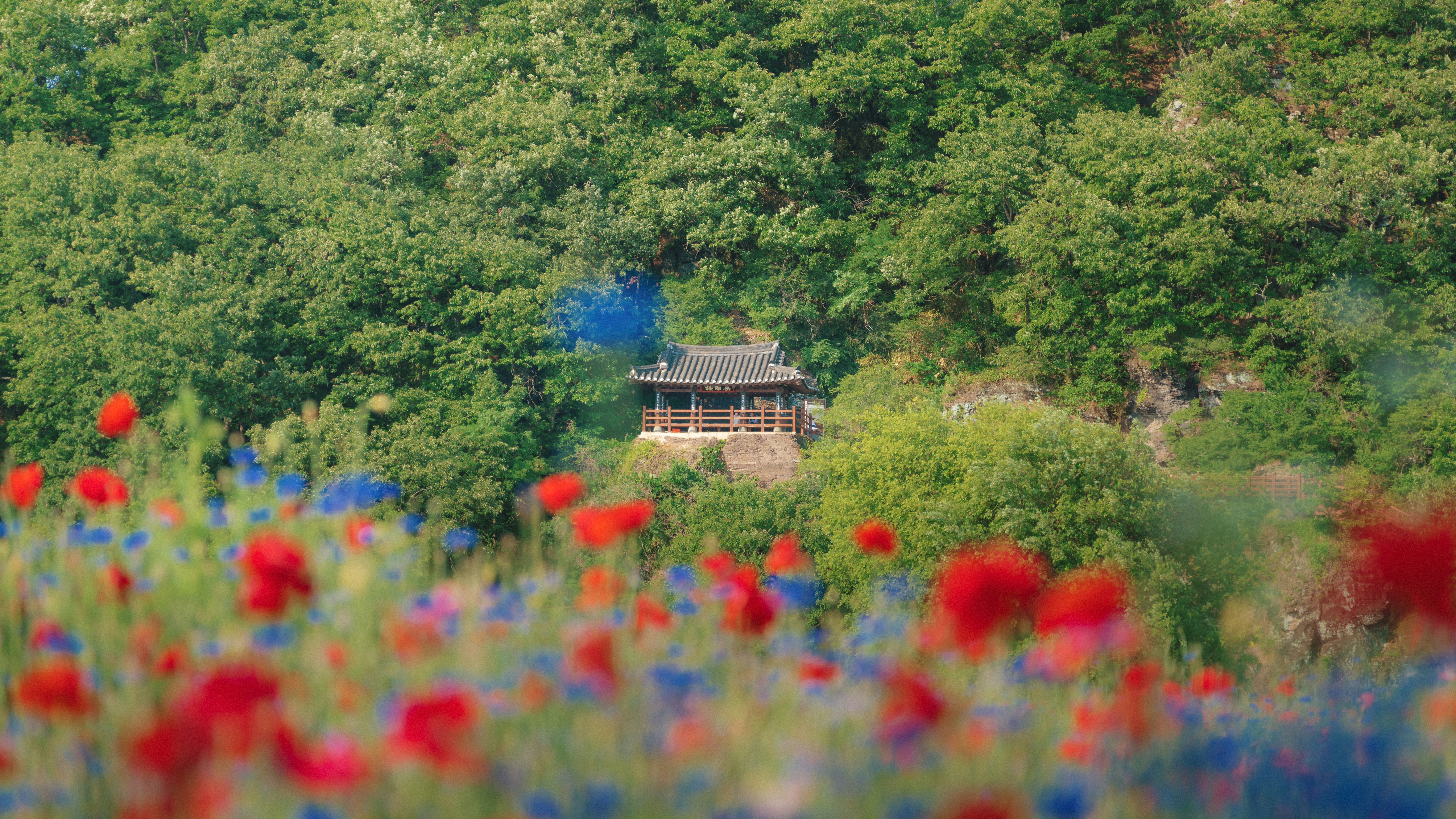 Hidden Pavilion Among Spring Blooms