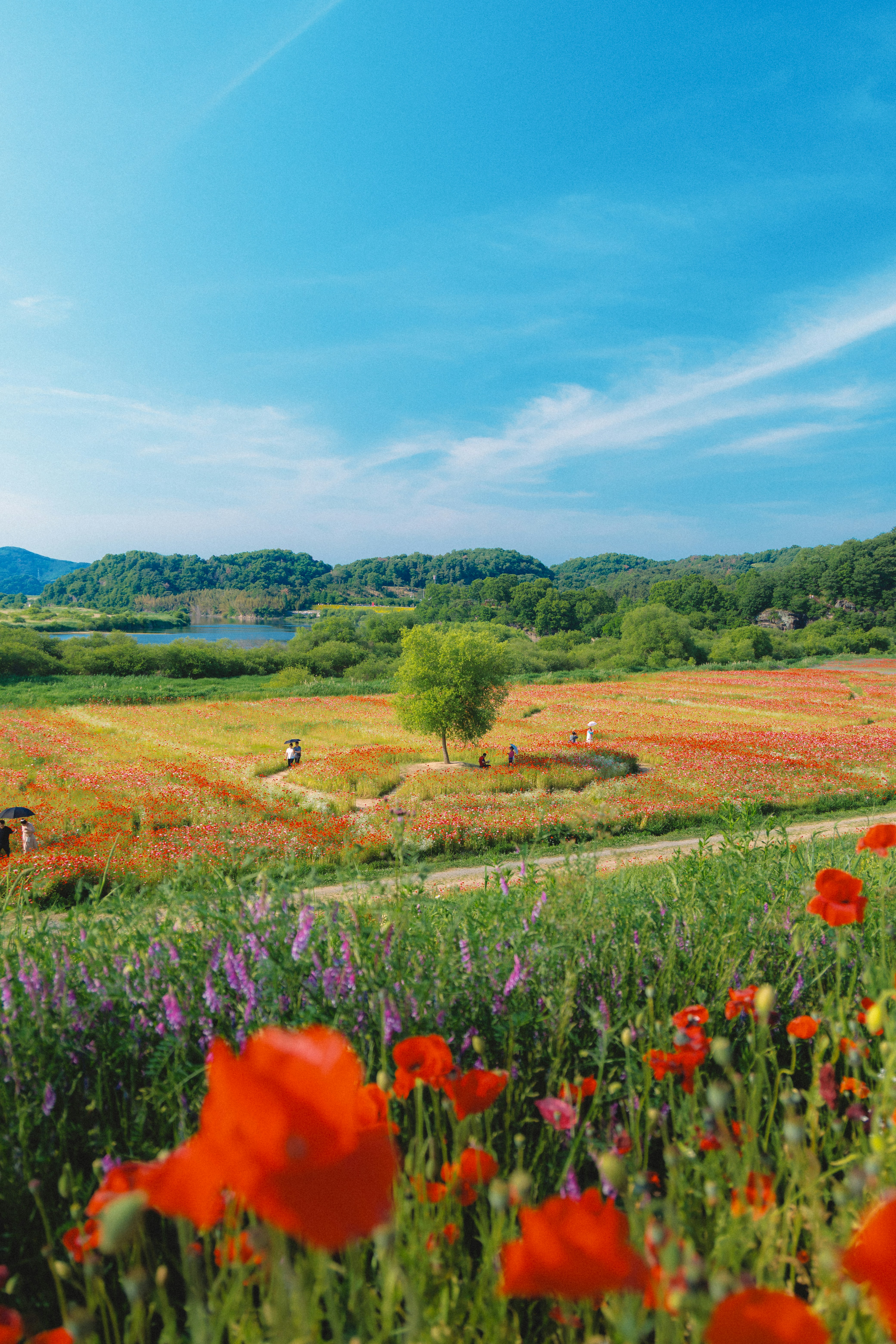 Vast field of red poppies under a clear blue sky. photo – Free Spring ...