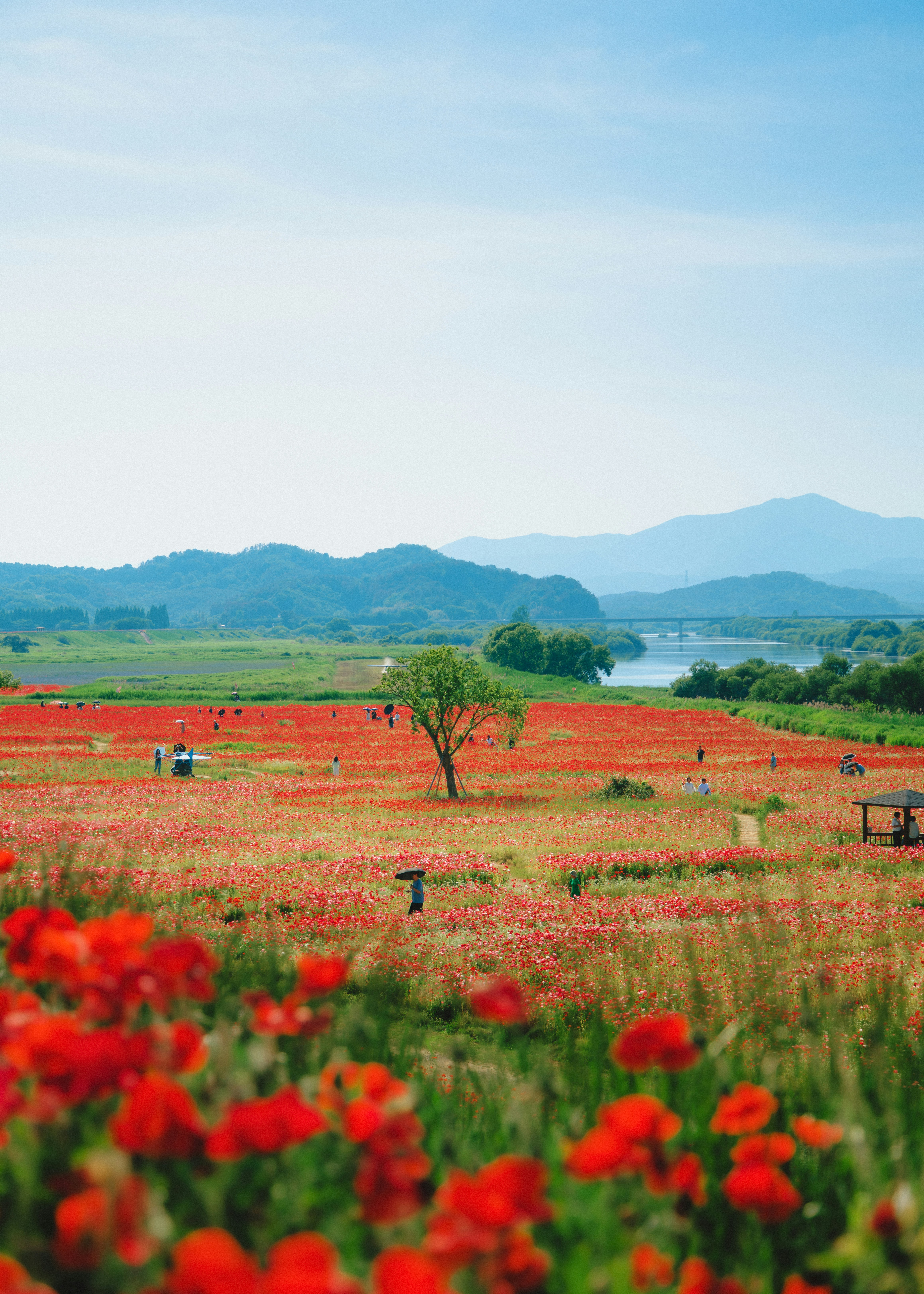 Crimson Field: A Quiet Bloom Beneath Distant Hills
