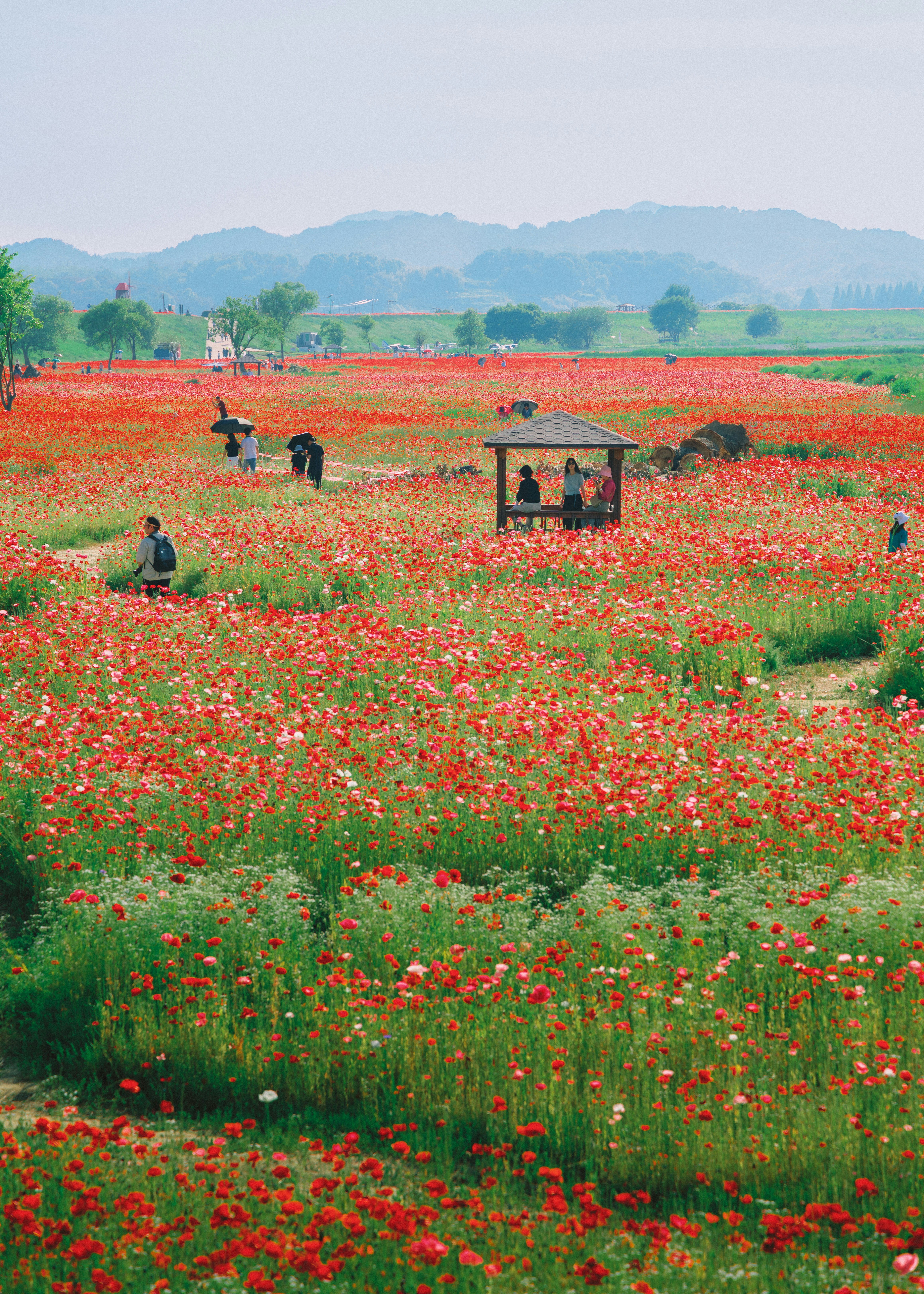Vast field of red poppies with a small shelter and several visitors; distant hills on the horizon add depth.