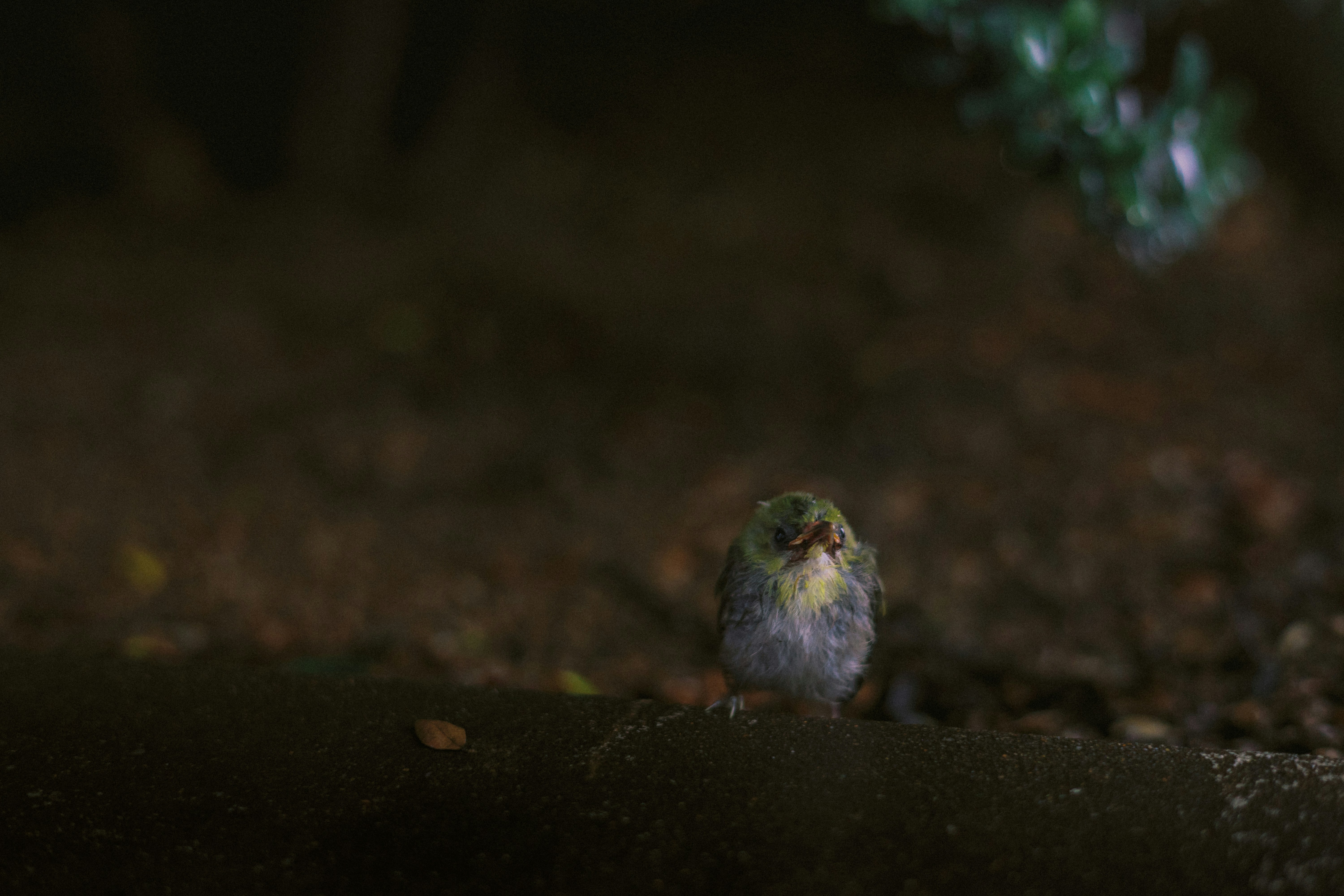 Miniature Hummer under the Night Canopy