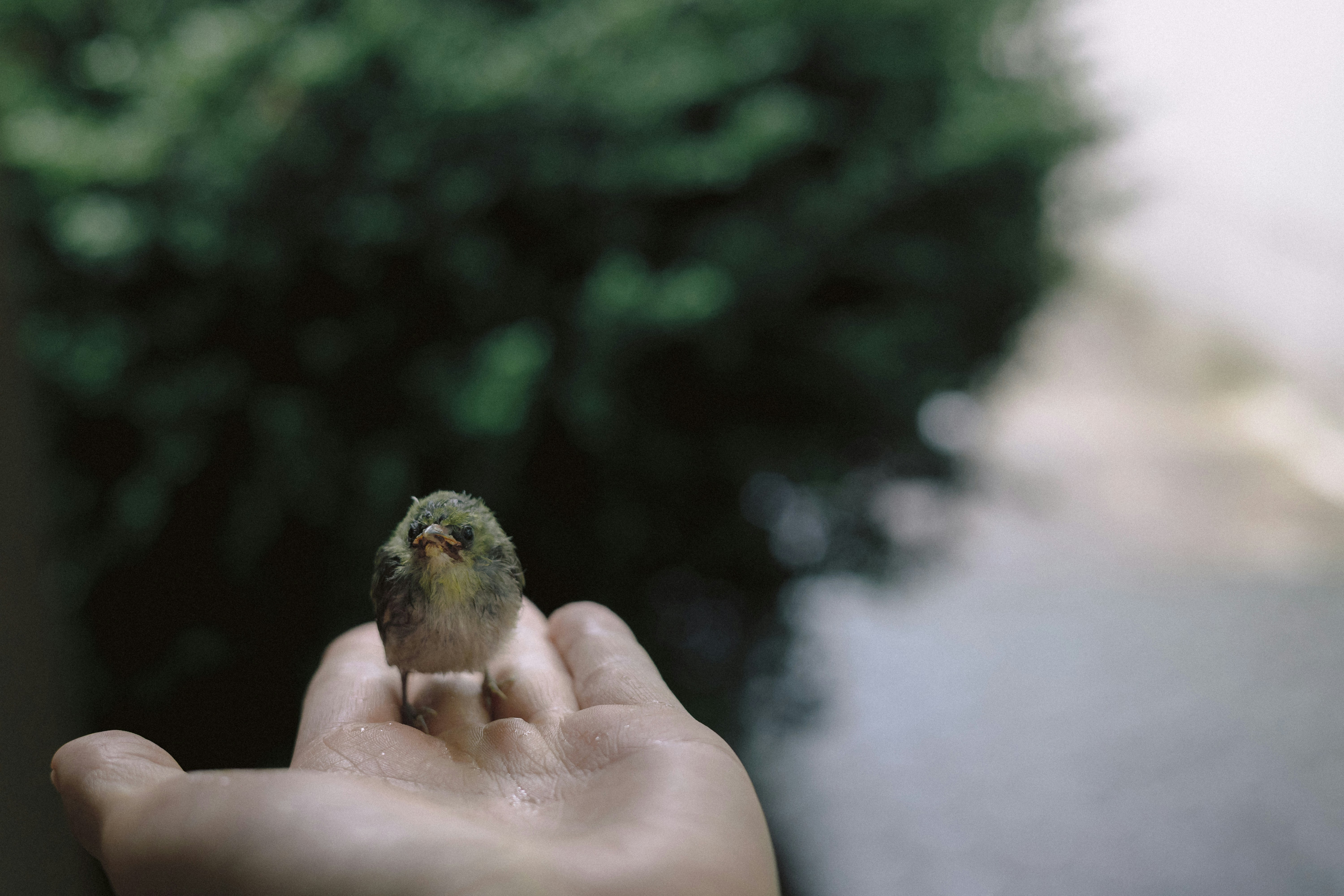 Small bird perched on a human palm with a blurred natural background; emphasizes intimate encounter and the bird's delicate features.