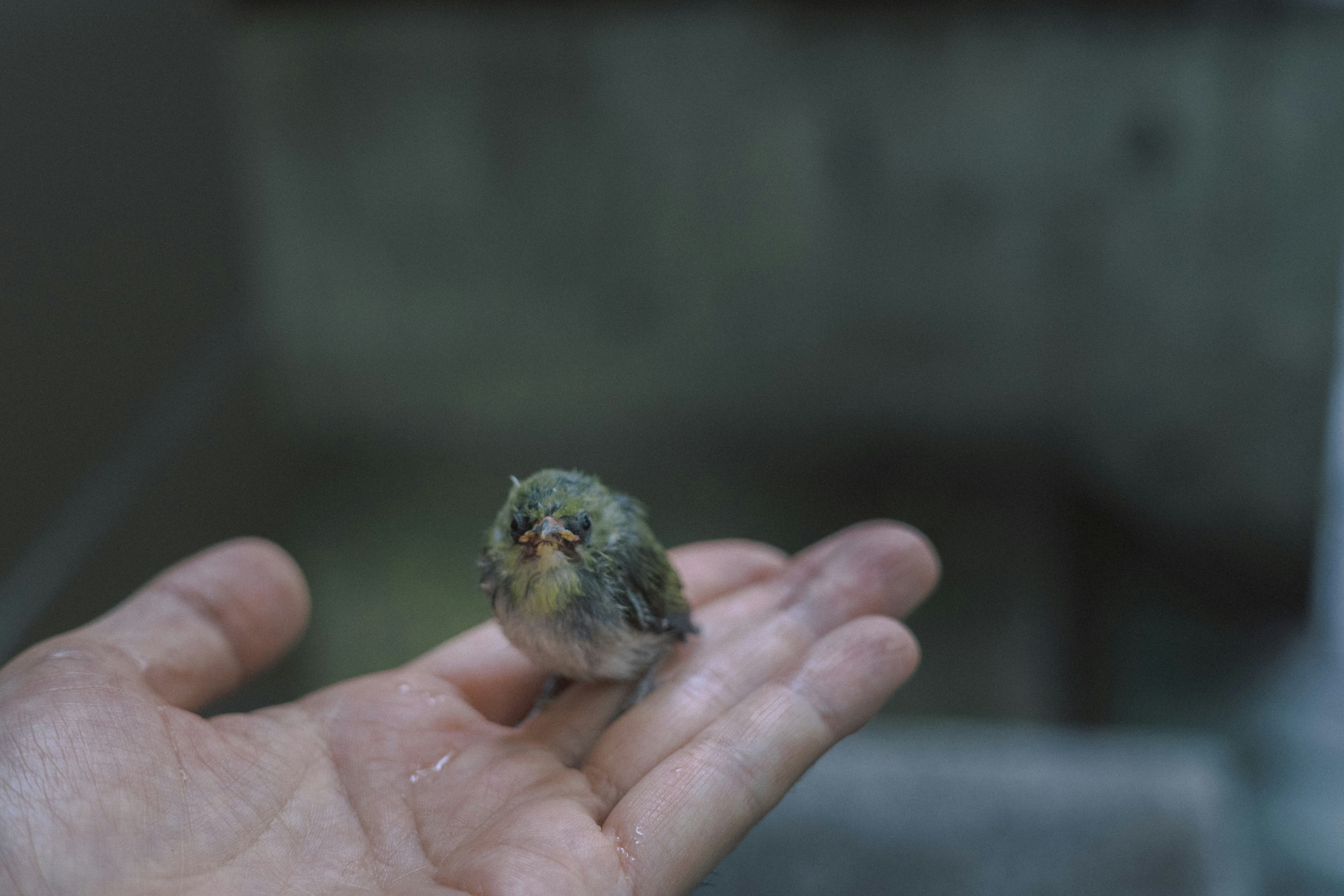 Tiny Rescue: A fledgling perched on a open palm