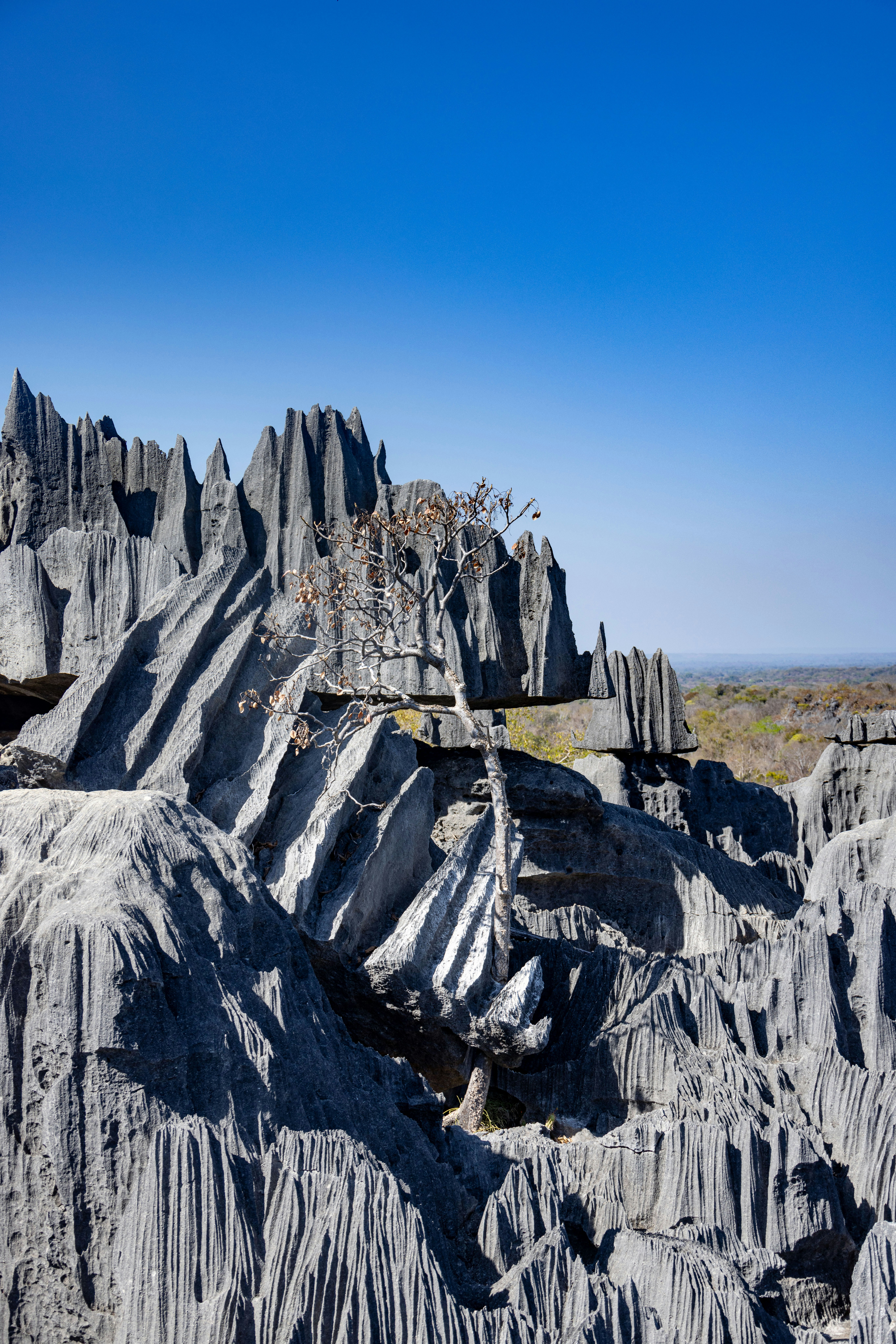 Desertified Organ Pipes with a Gnarled Lone Tree