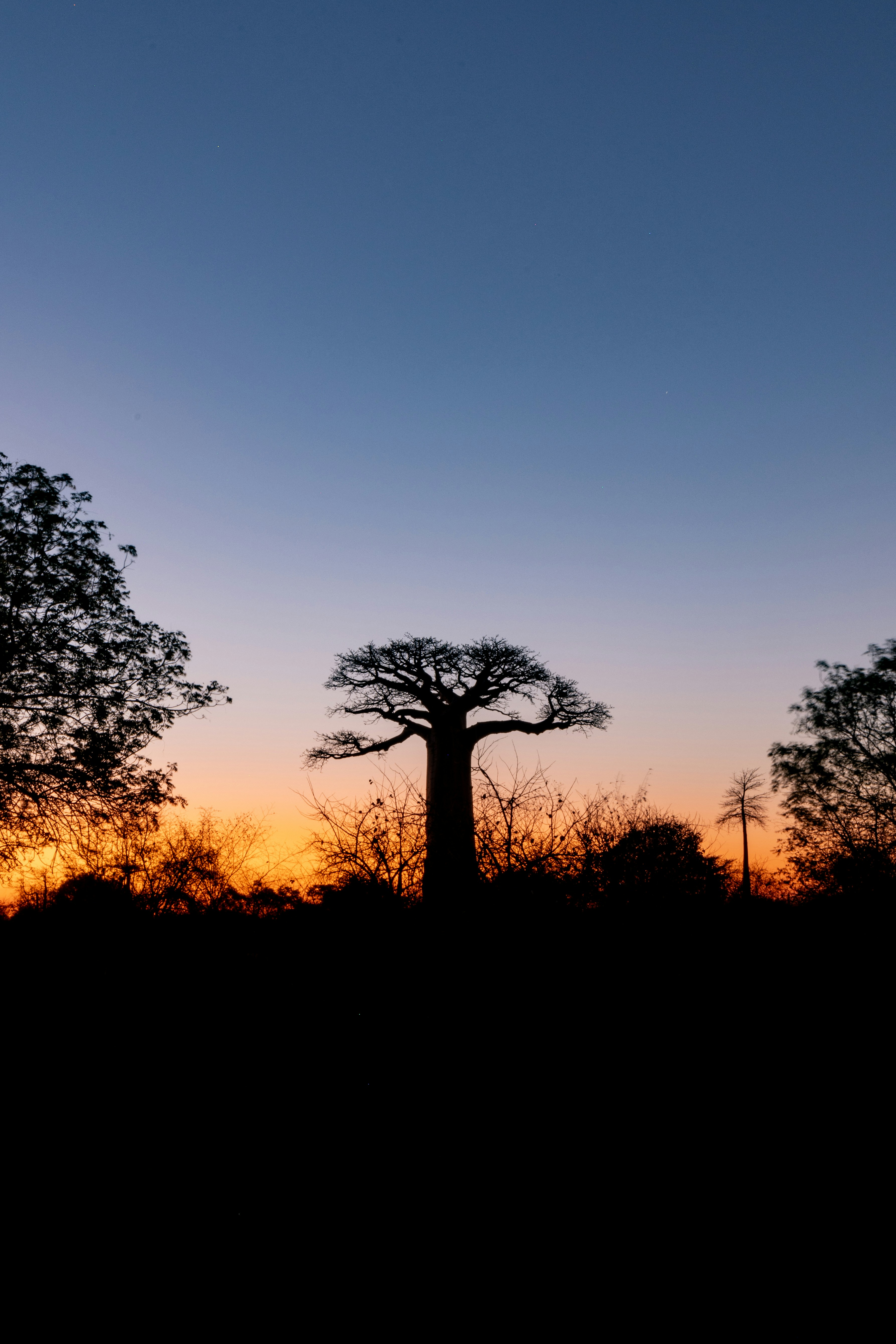 Silhouette Baobab Rising at Twilight