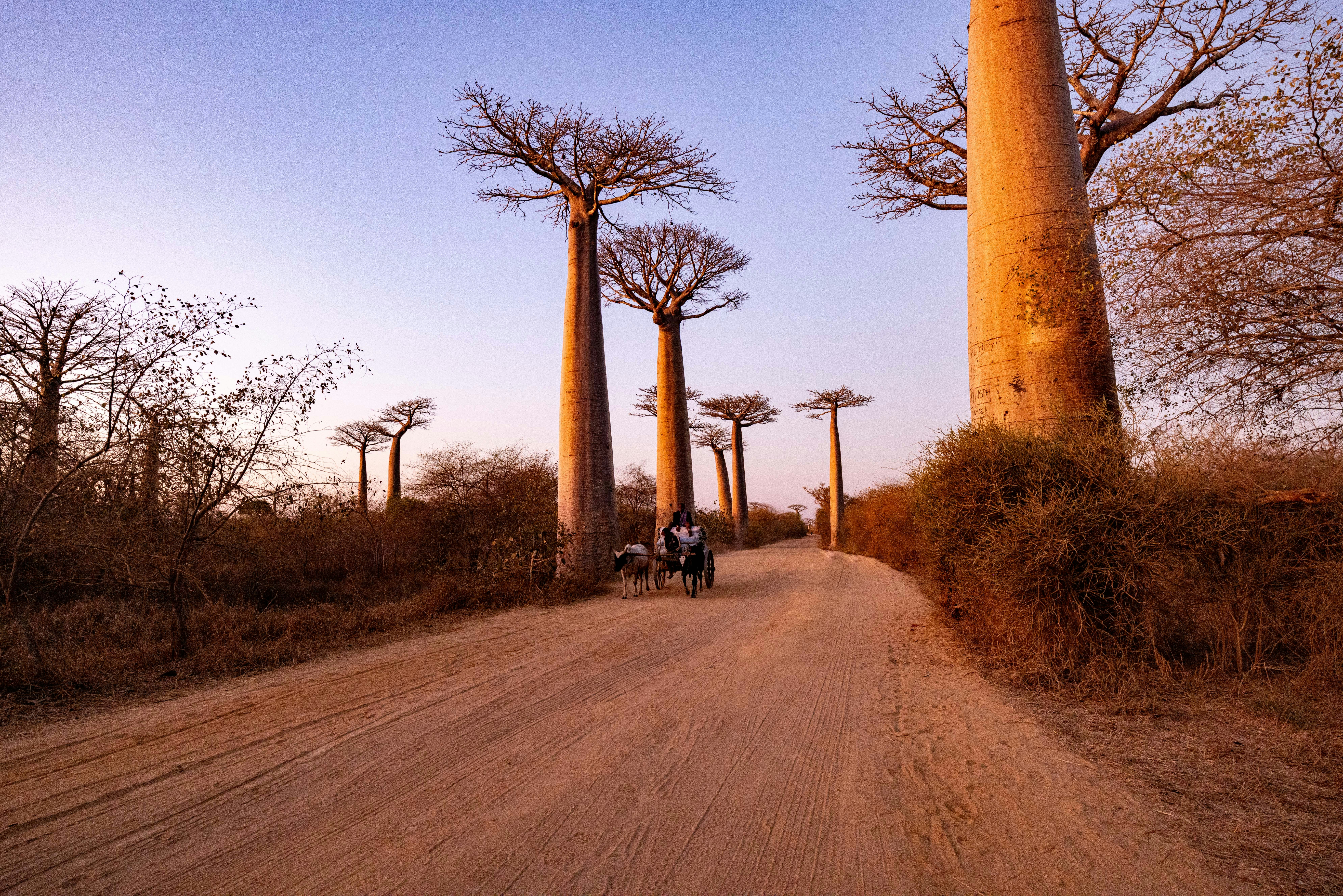 Dirt road lined with majestic baobab trees at sunset.
