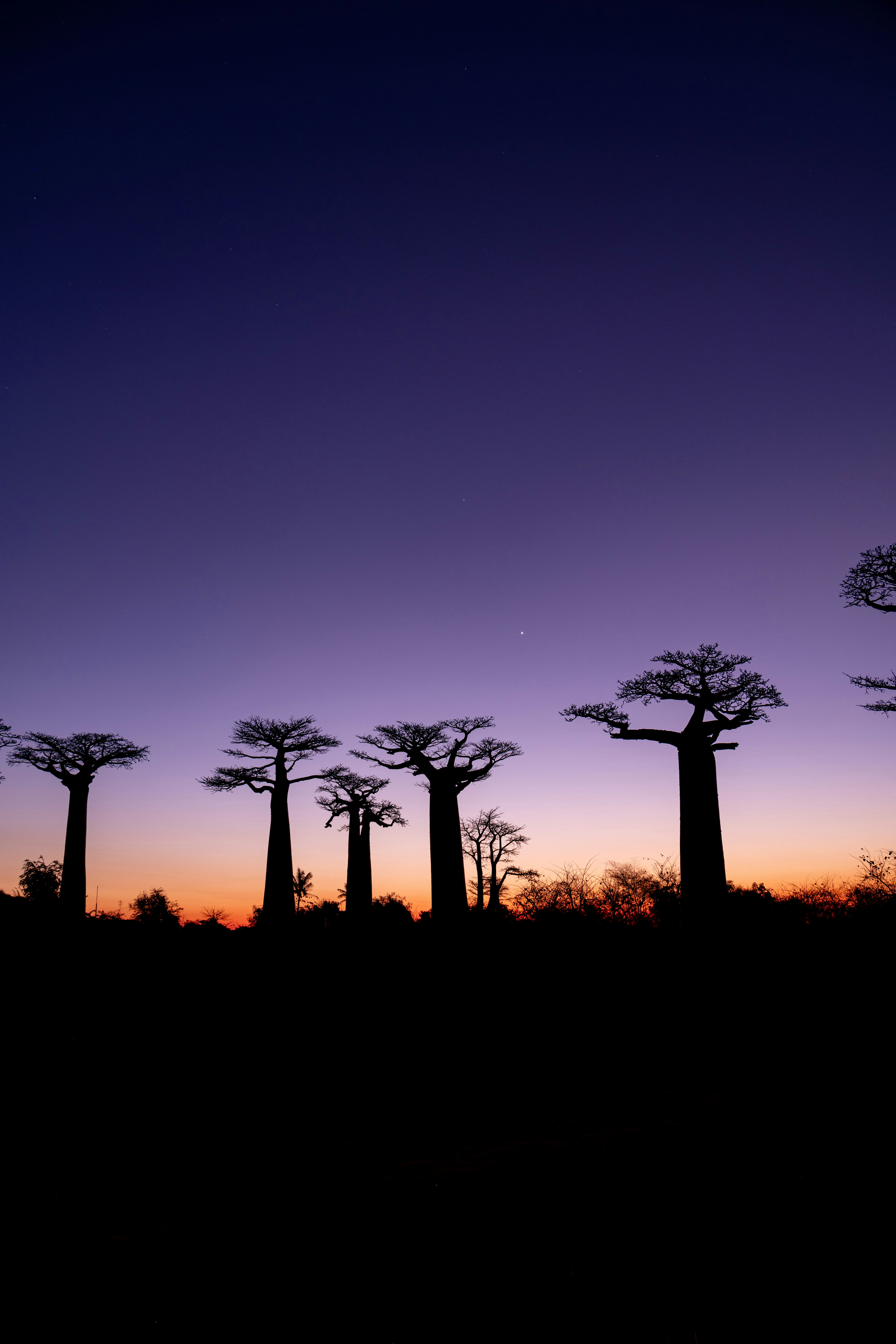 Baobals at Dusk: Silhouetted Giants Against a Velvet Sky