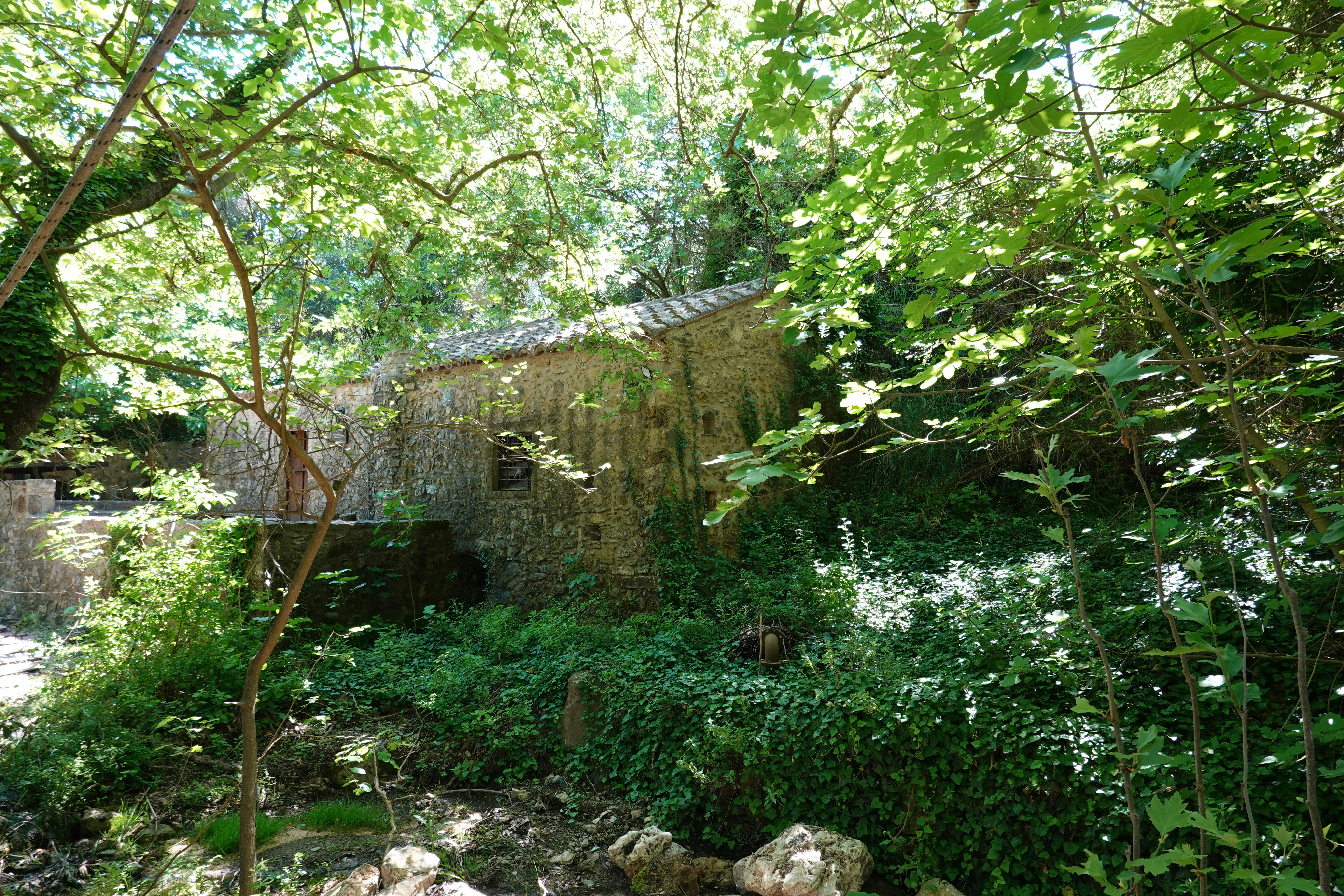 Sun-dappled garden with a moss-covered stone wall, lush greenery, and flowering ground cover framed by tree branches.