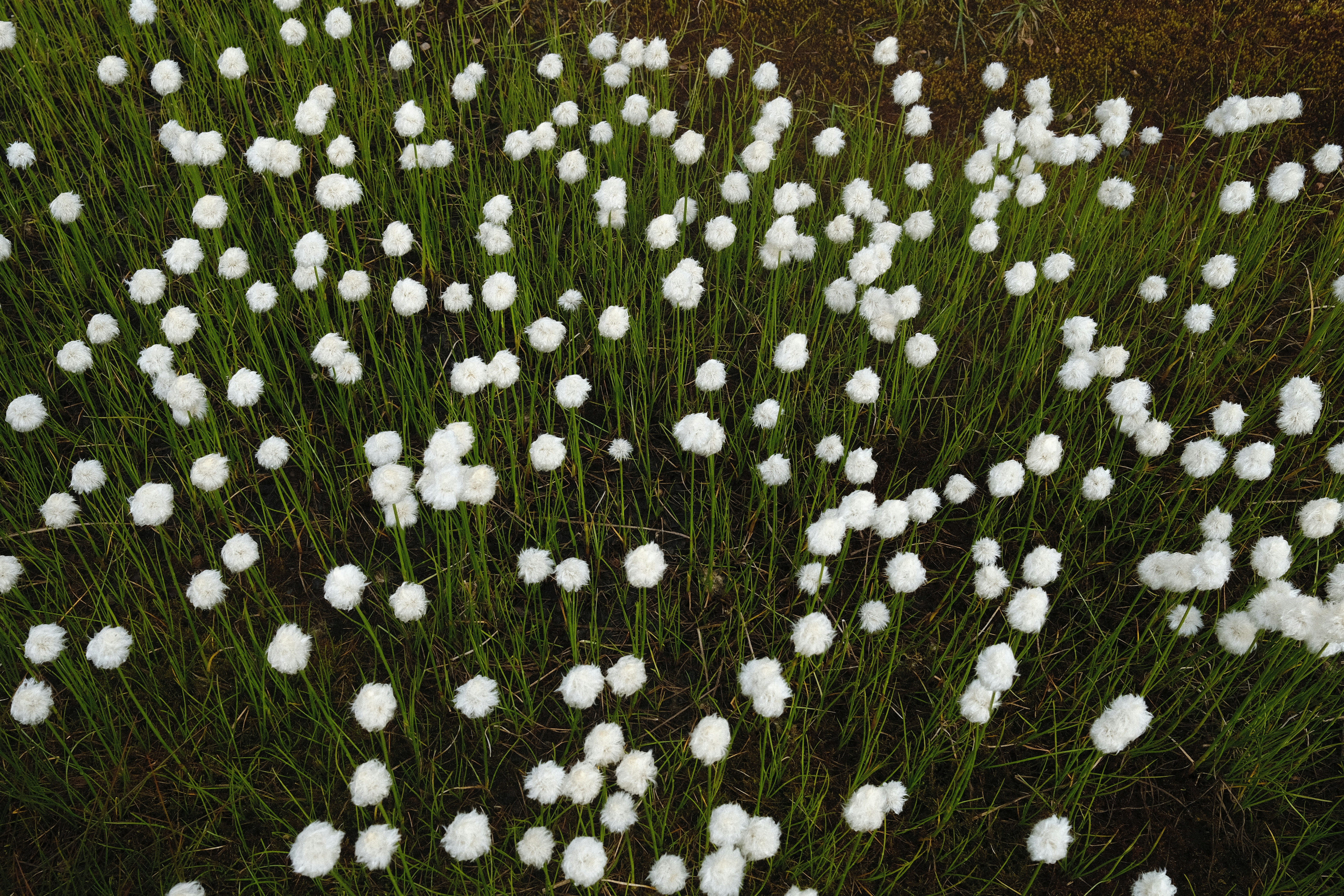 Whispers of Cotton on a Sea of Green