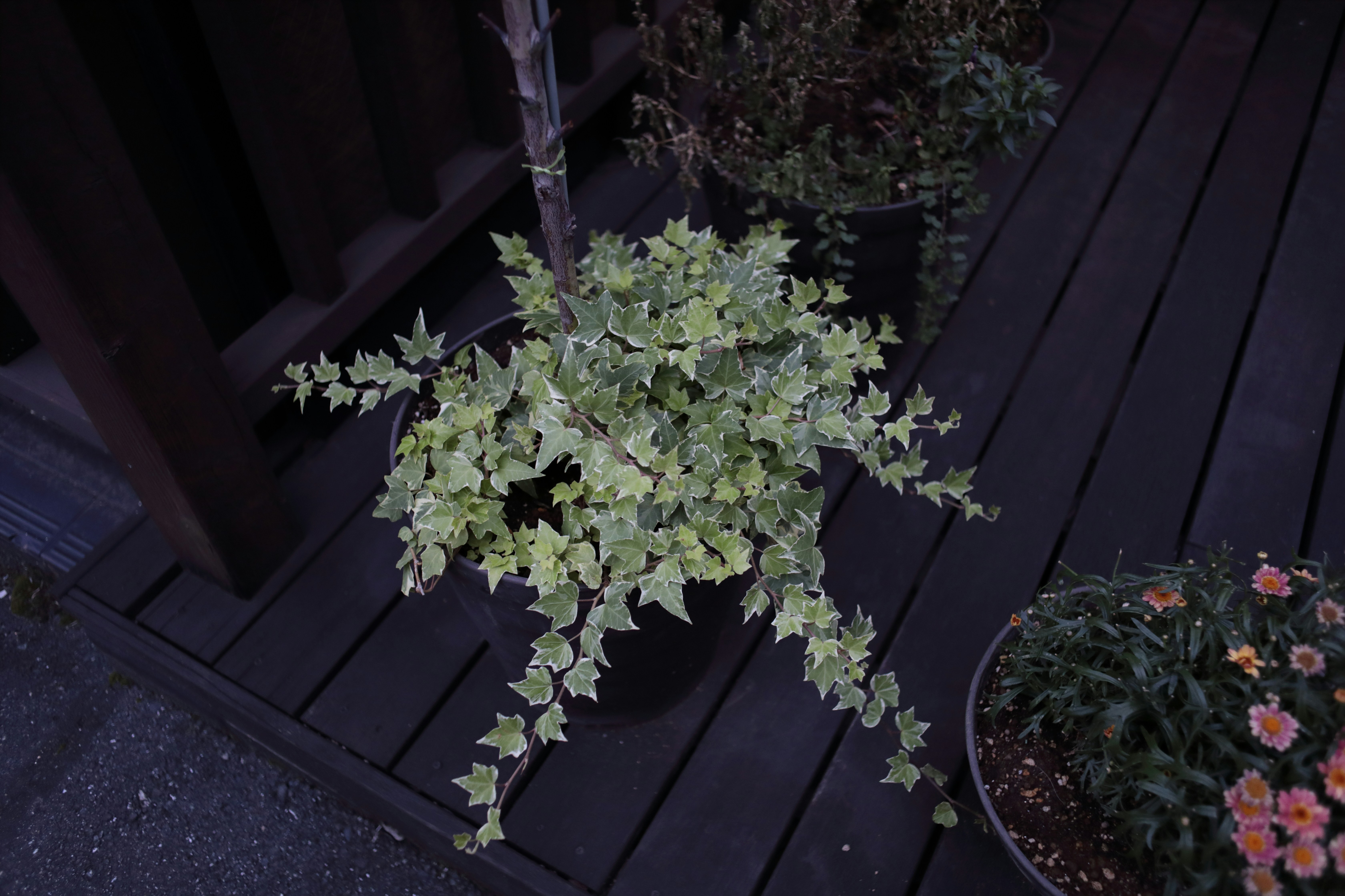 Trailing Ivy Awakens a Wooden Deck Scene