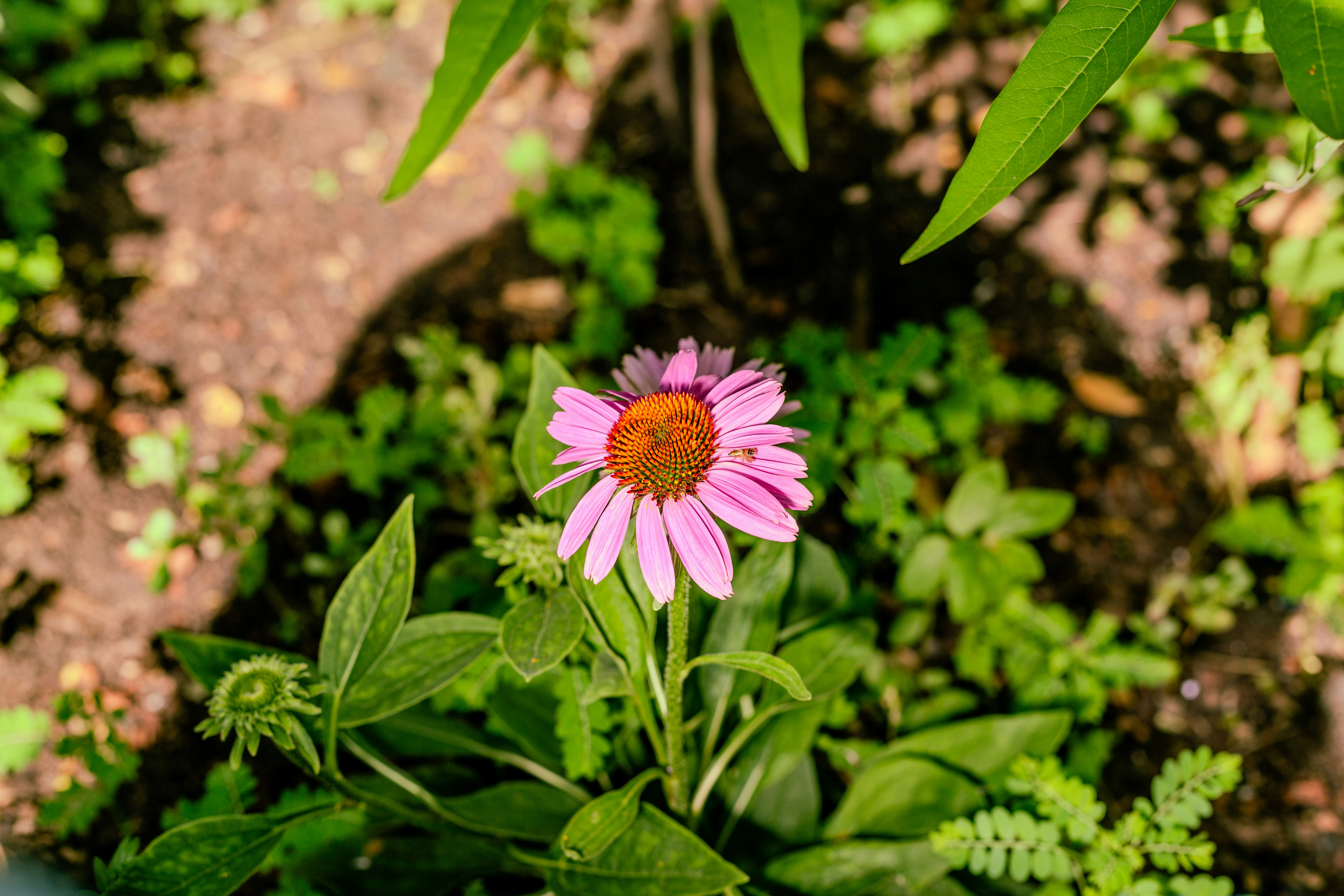 A pink coneflower sits at the center of a sunlit garden bed, surrounded by vibrant green foliage and a blurred background that emphasizes the bloom. The image is a natural photographic capture.