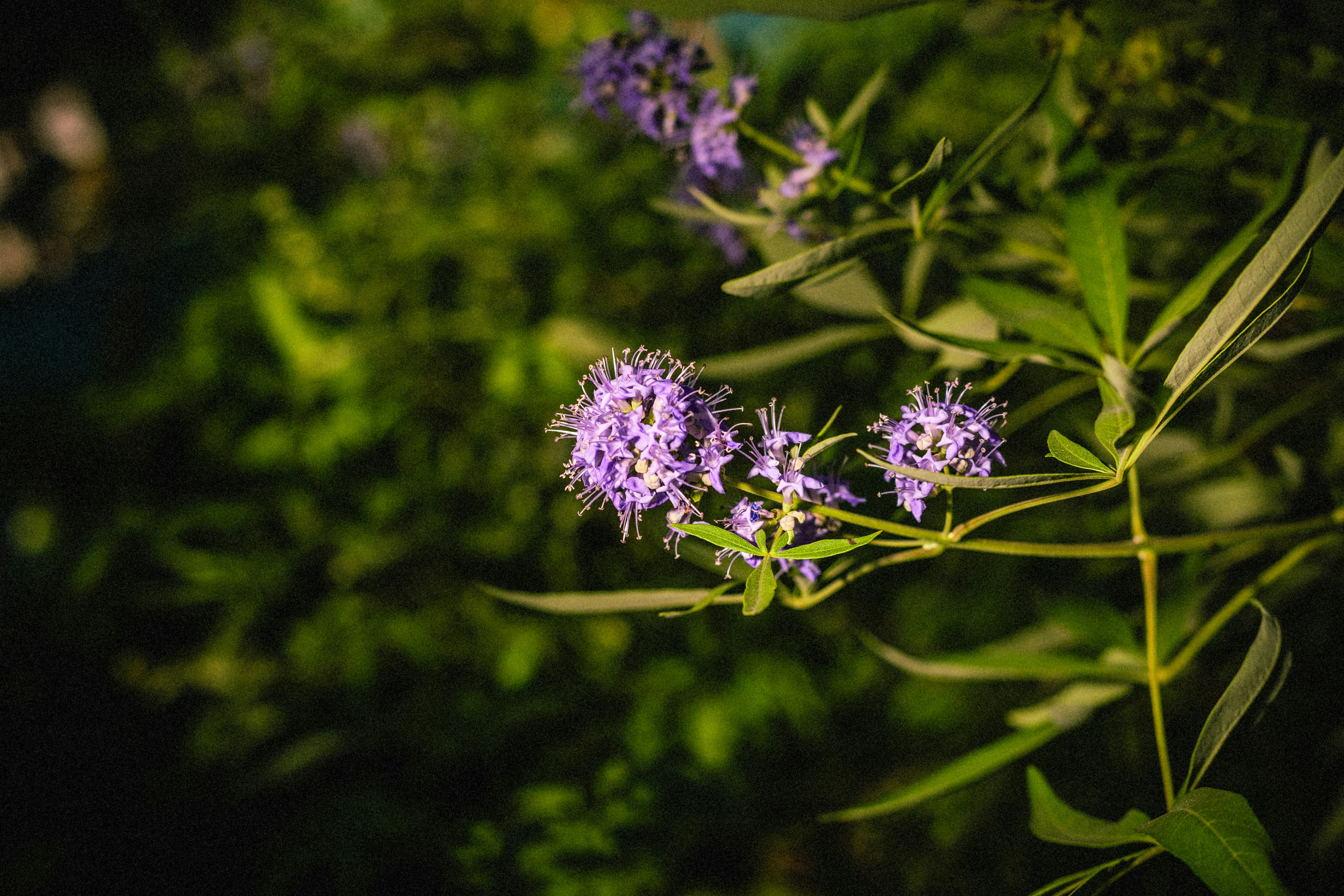 Lavender Bloom in Quiet Green