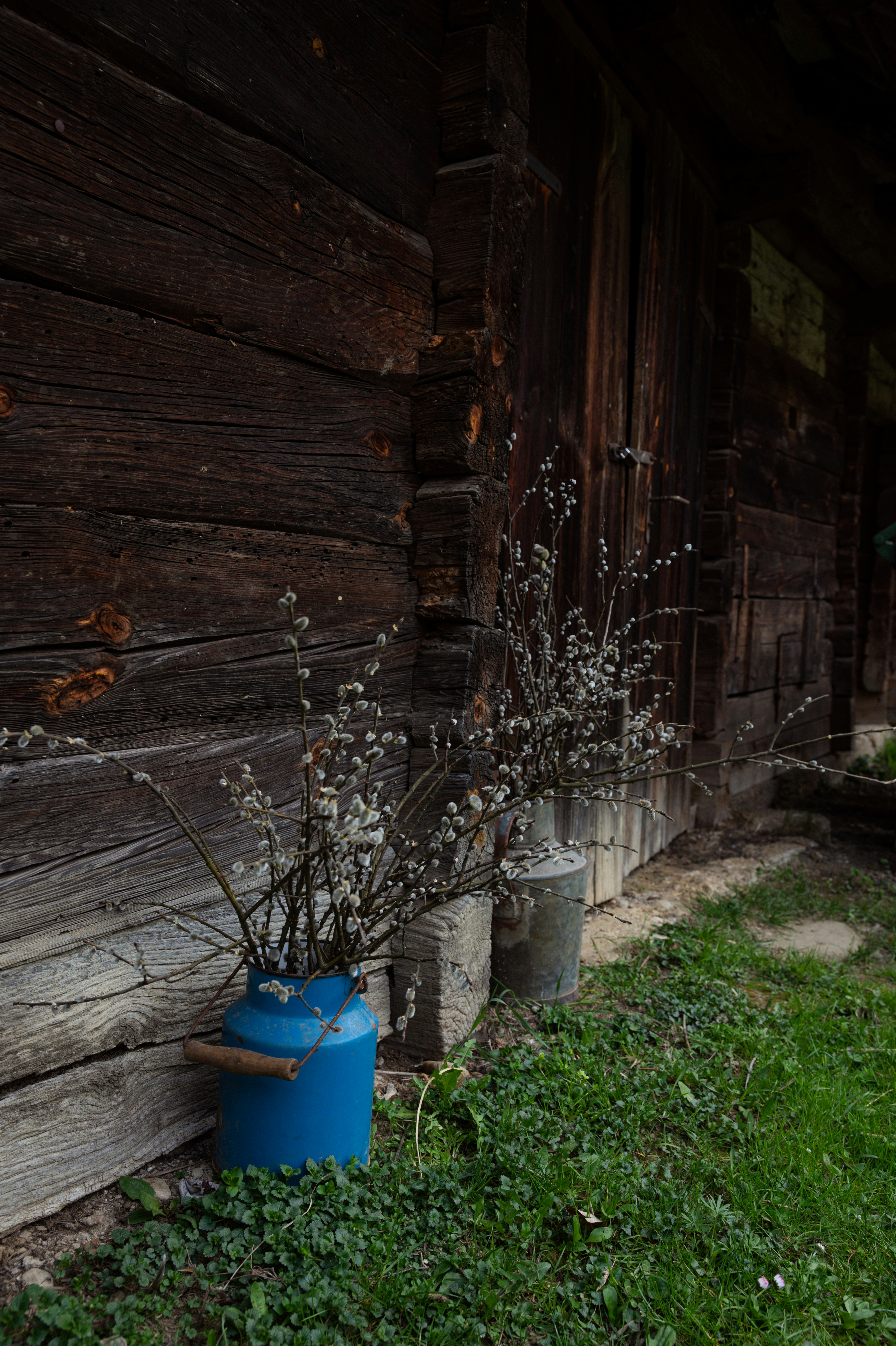 Blue jug, white blossoms, and weathered timbered wall