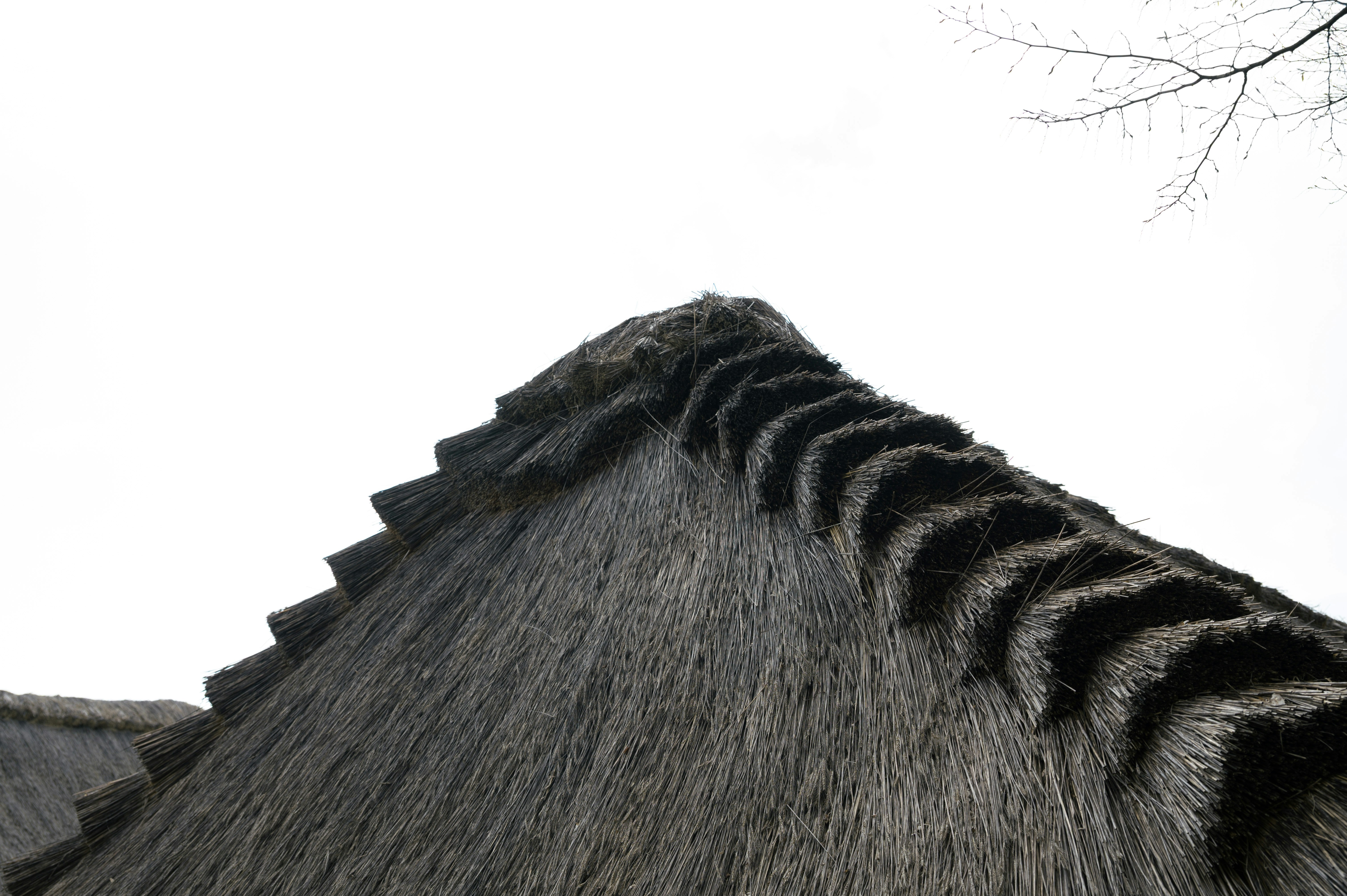 Ridge of Fur: The Textured Crest of a Dark Coat