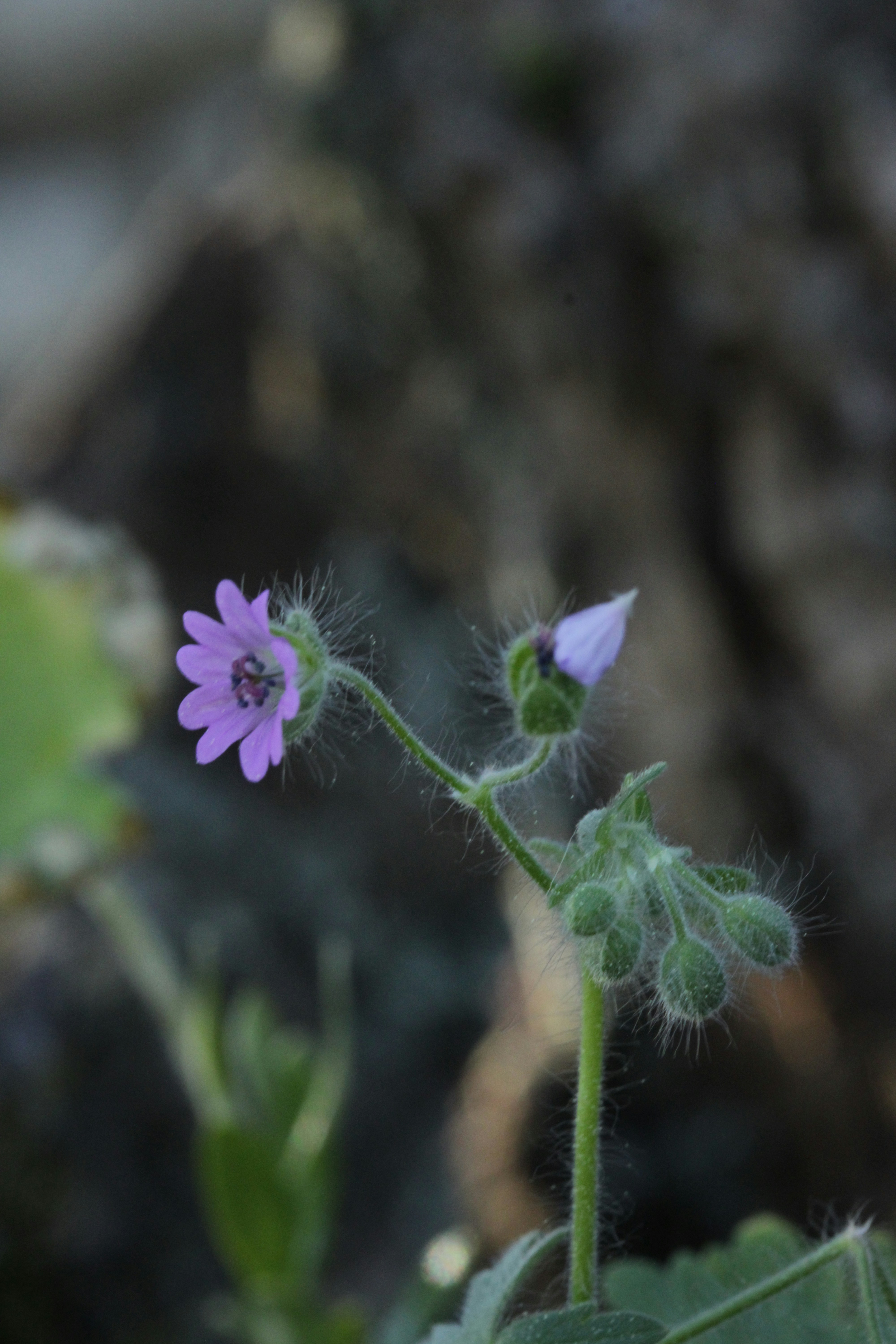 Delicate Purple Bloom Rising from a Hairy Green Stem