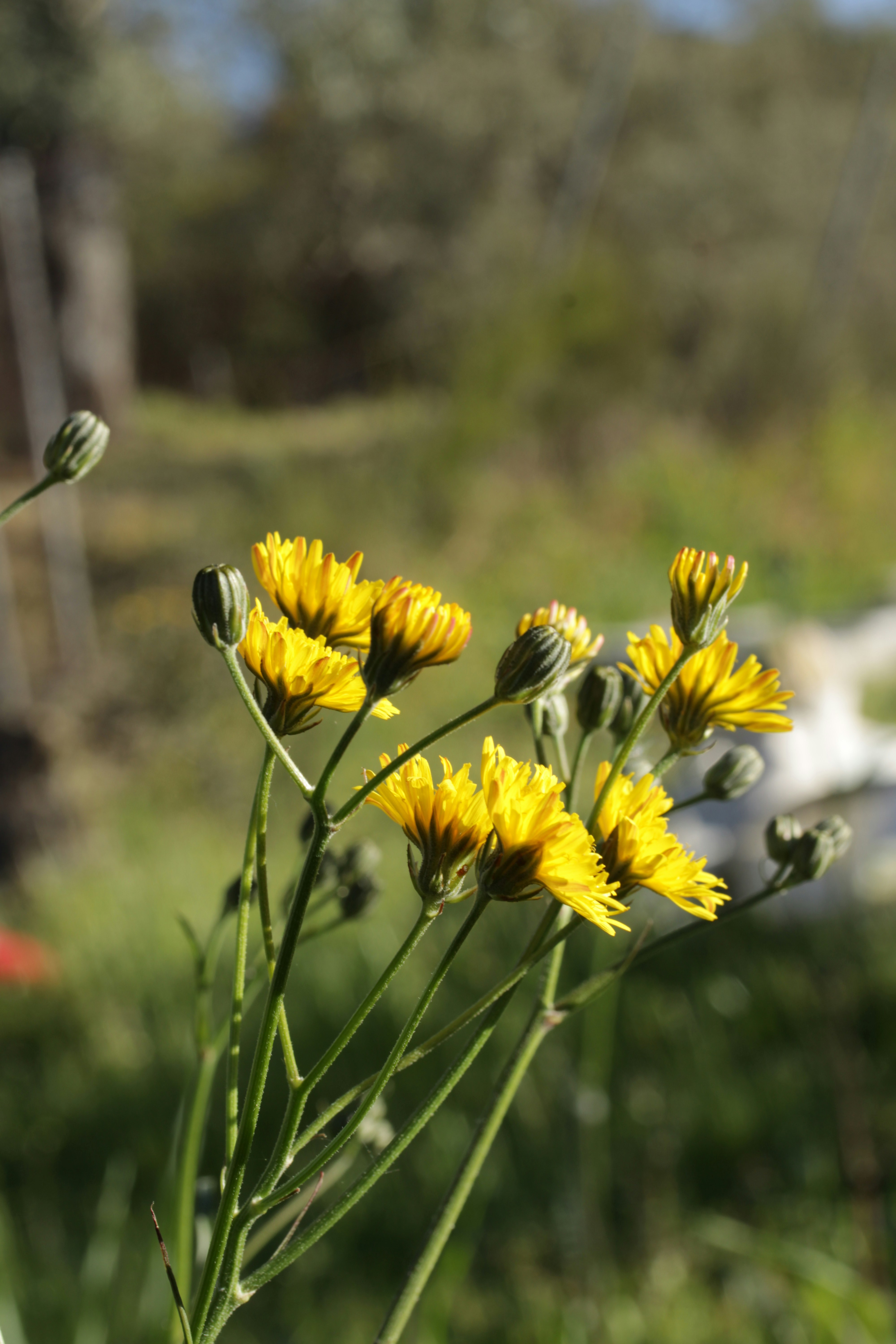 Sunlit Yellow Heads: A Burst of Spring Against a Blurred Meadow