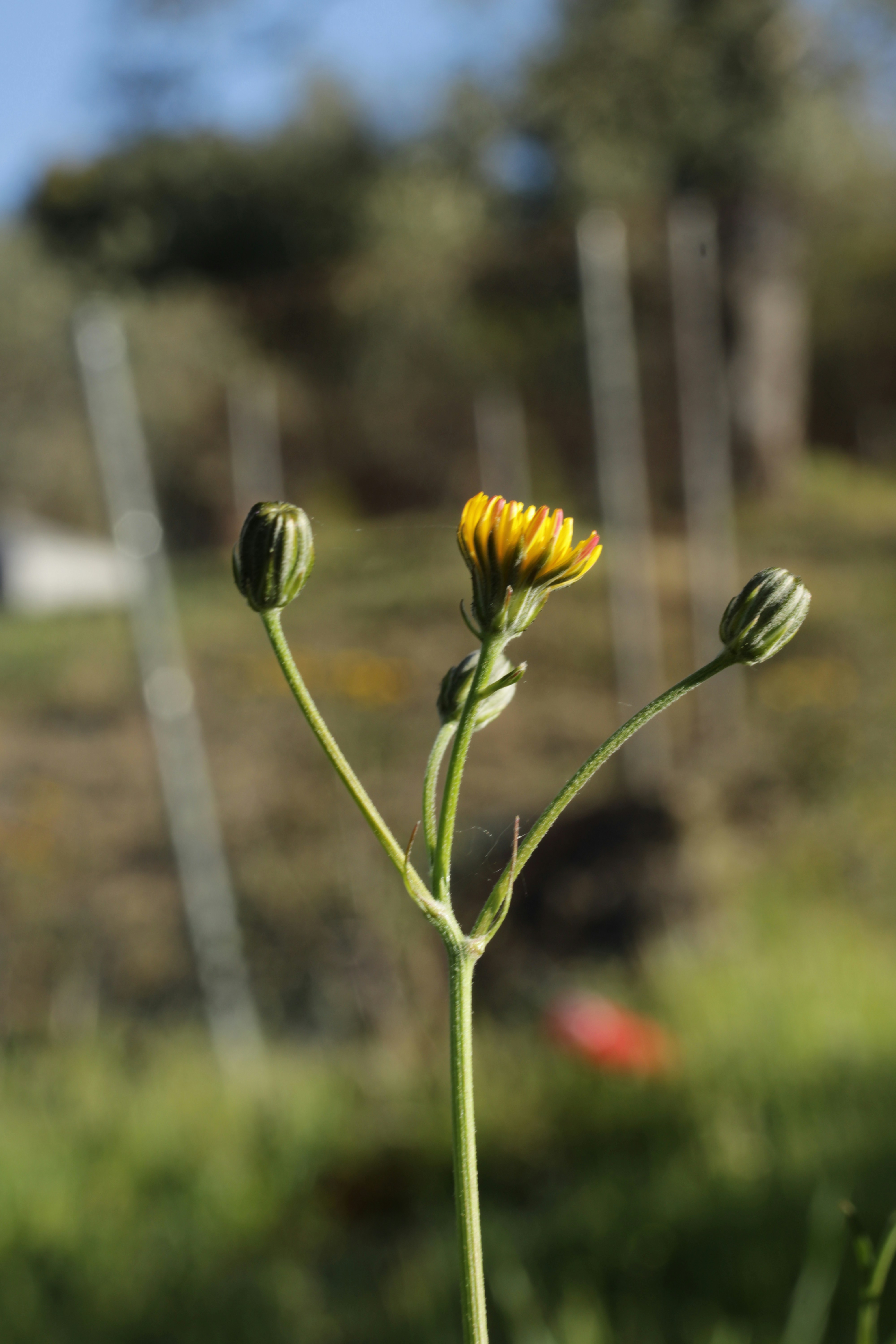 Center Bloom: A Sunny Bud of Daisy against a Blurred Field