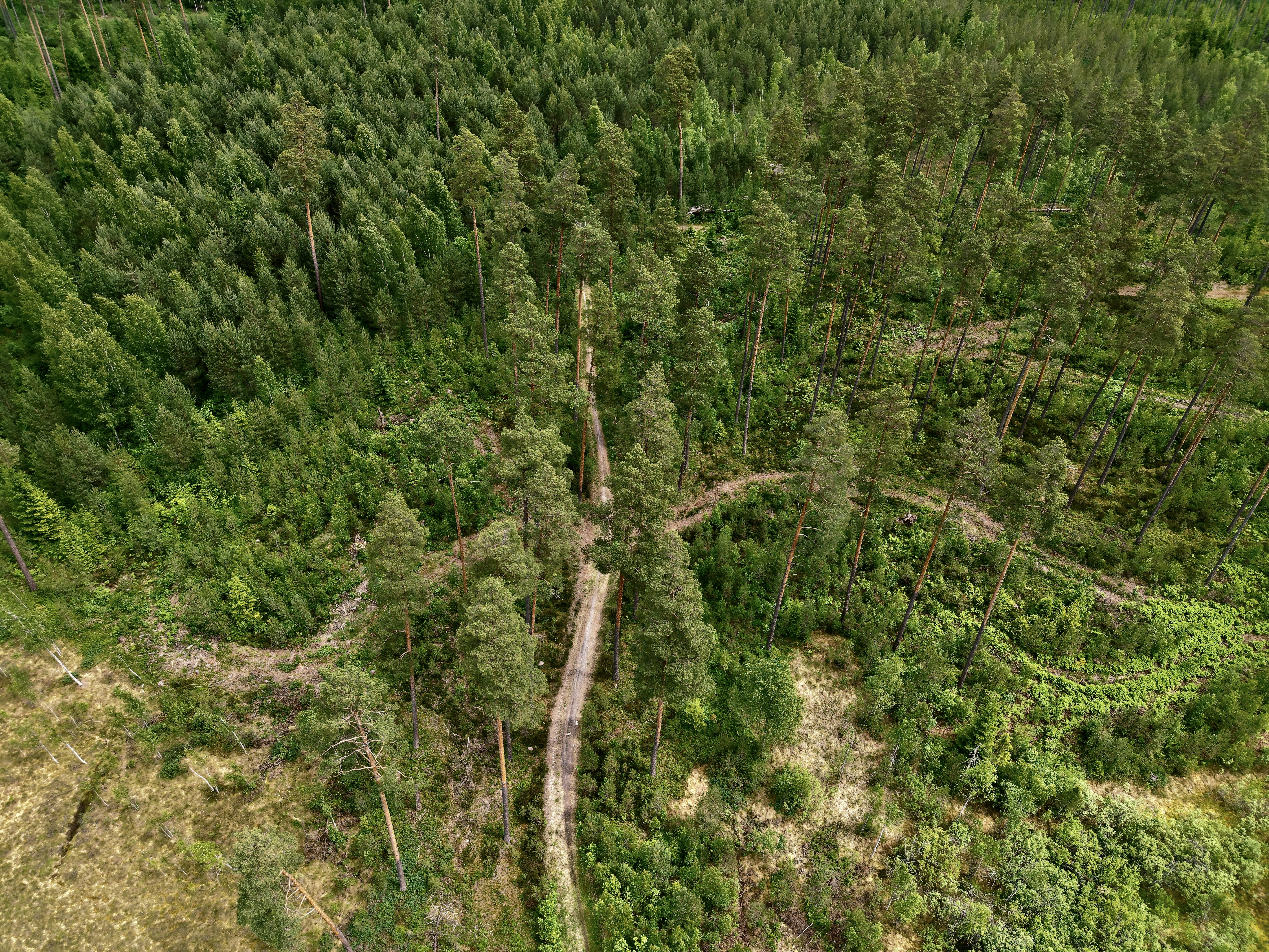 Aerial view of a forest with fallen trees and clearings.