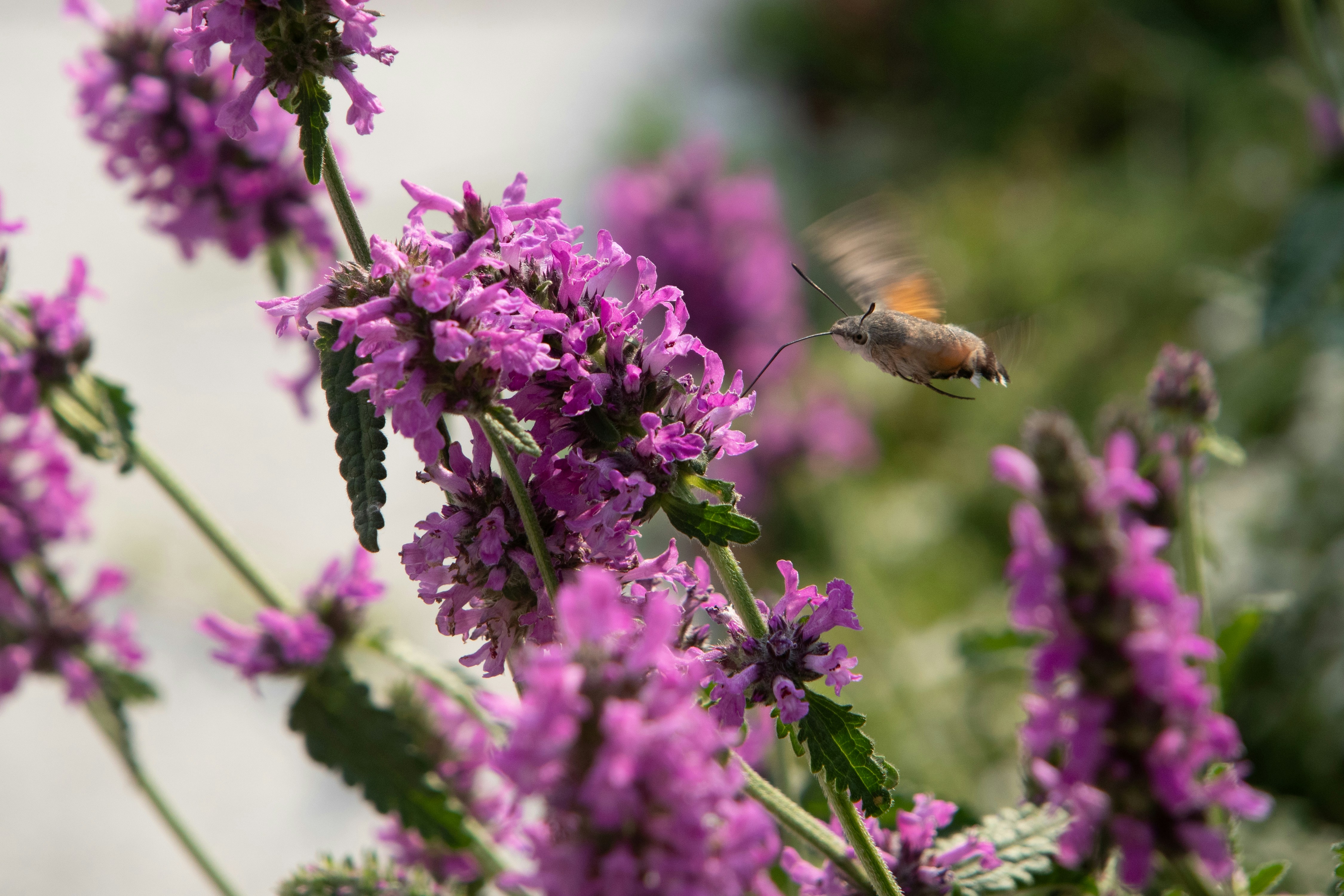 A hummingbird hawk-moth hovers near vibrant purple flowers.
