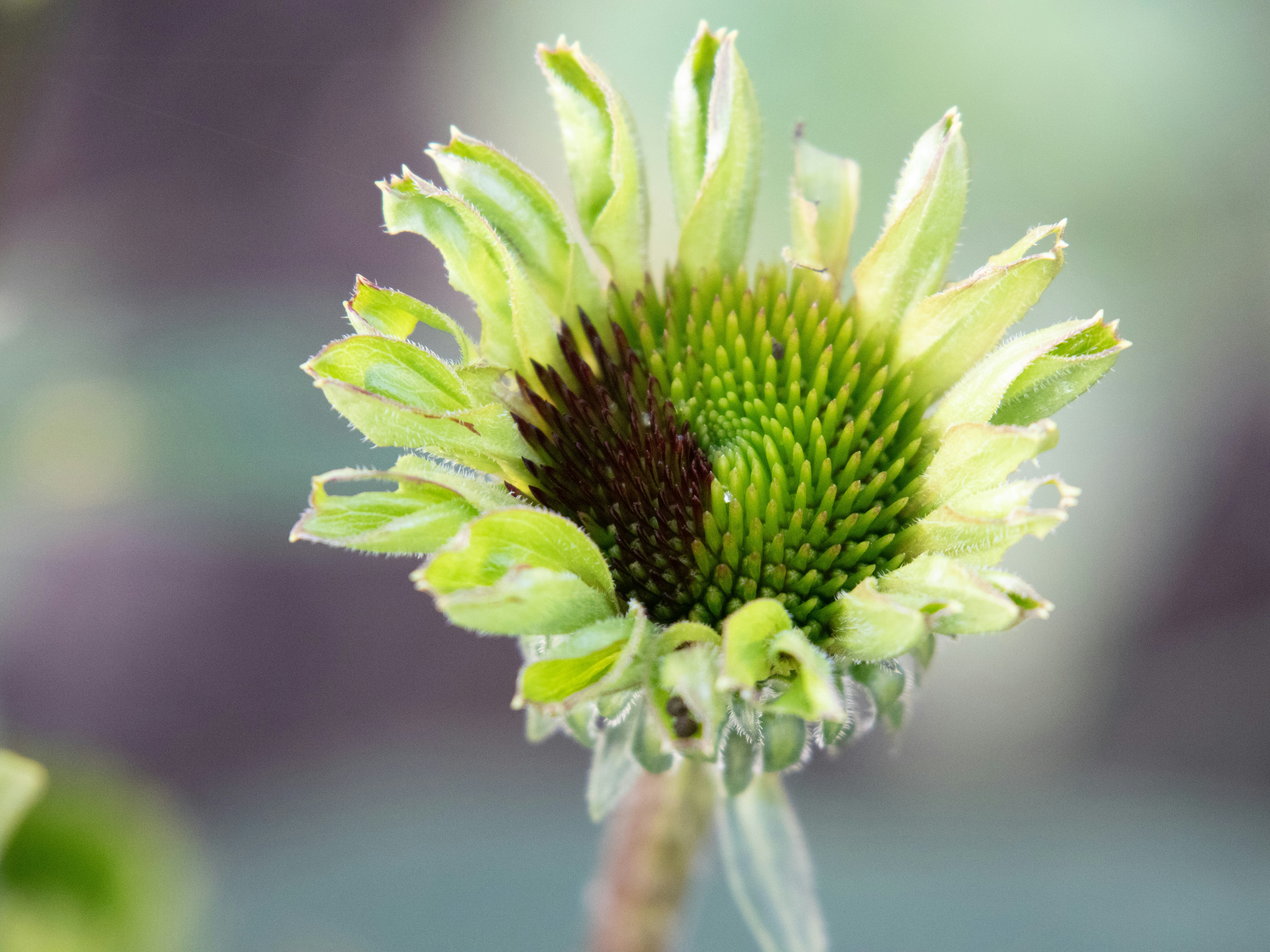 Emerald Ring: A Budding Sunburst in Focus