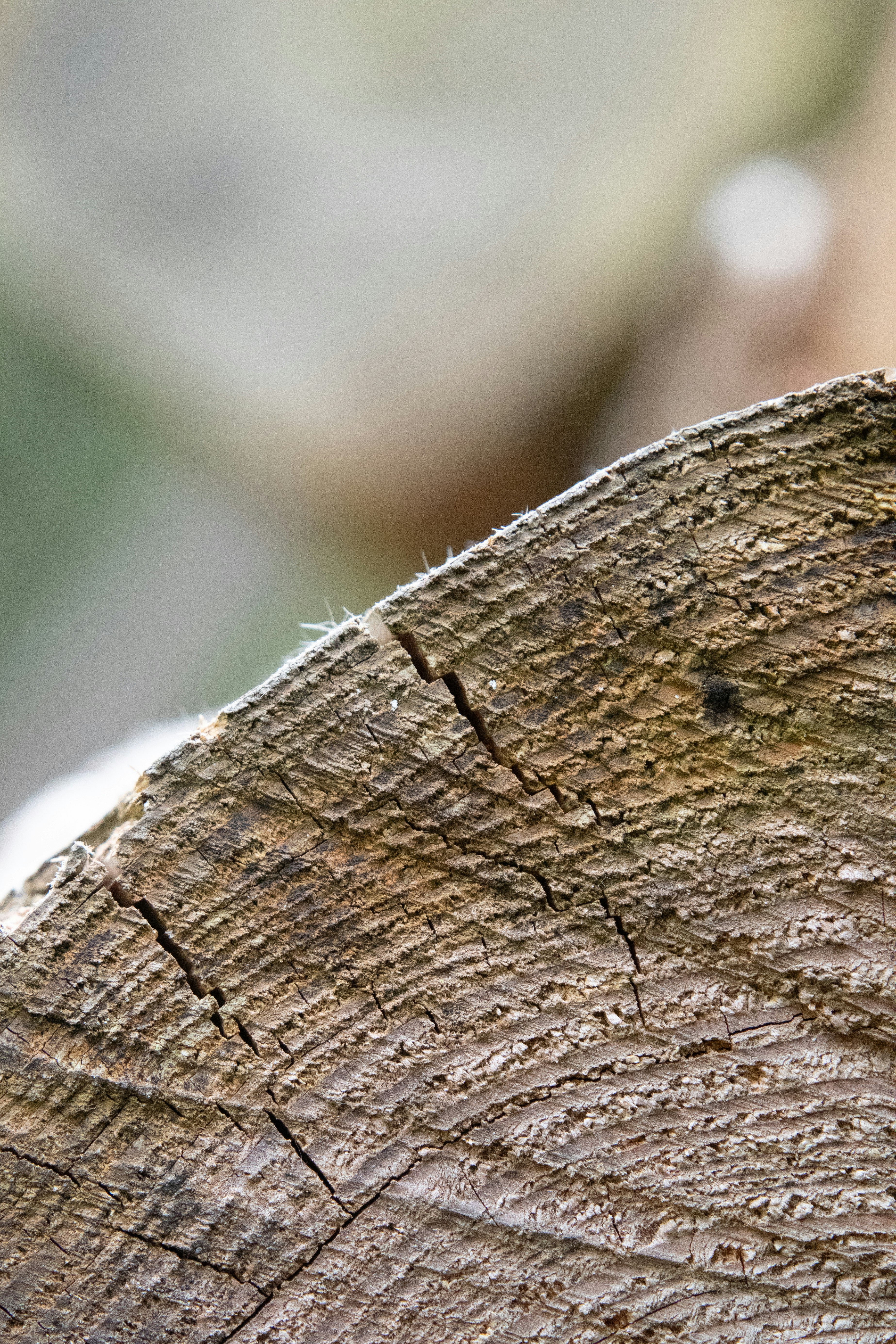 Cracked Tree Ring Close-Up: Weathered Texture in Focus