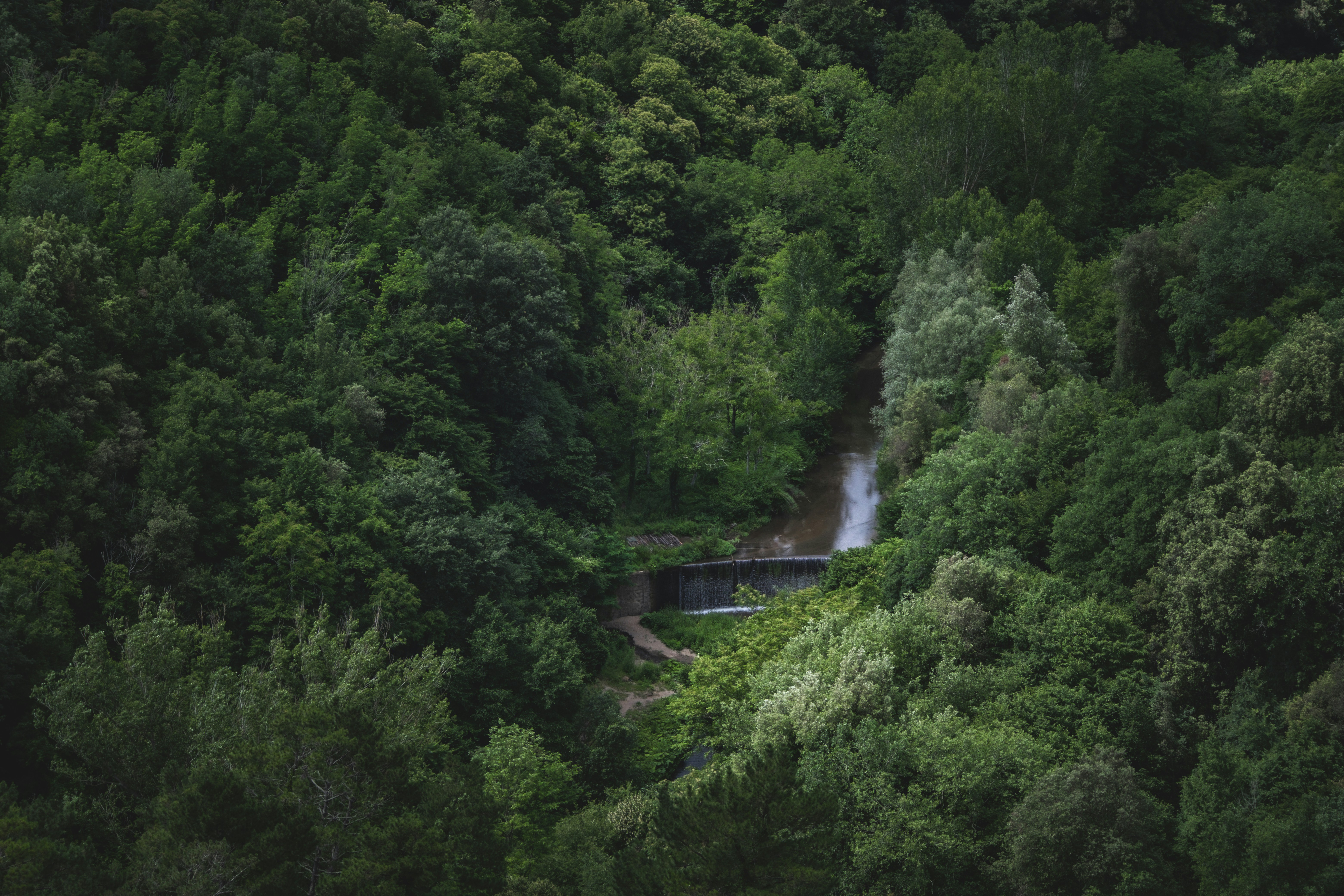 Hidden Cascade slipping through emerald timber