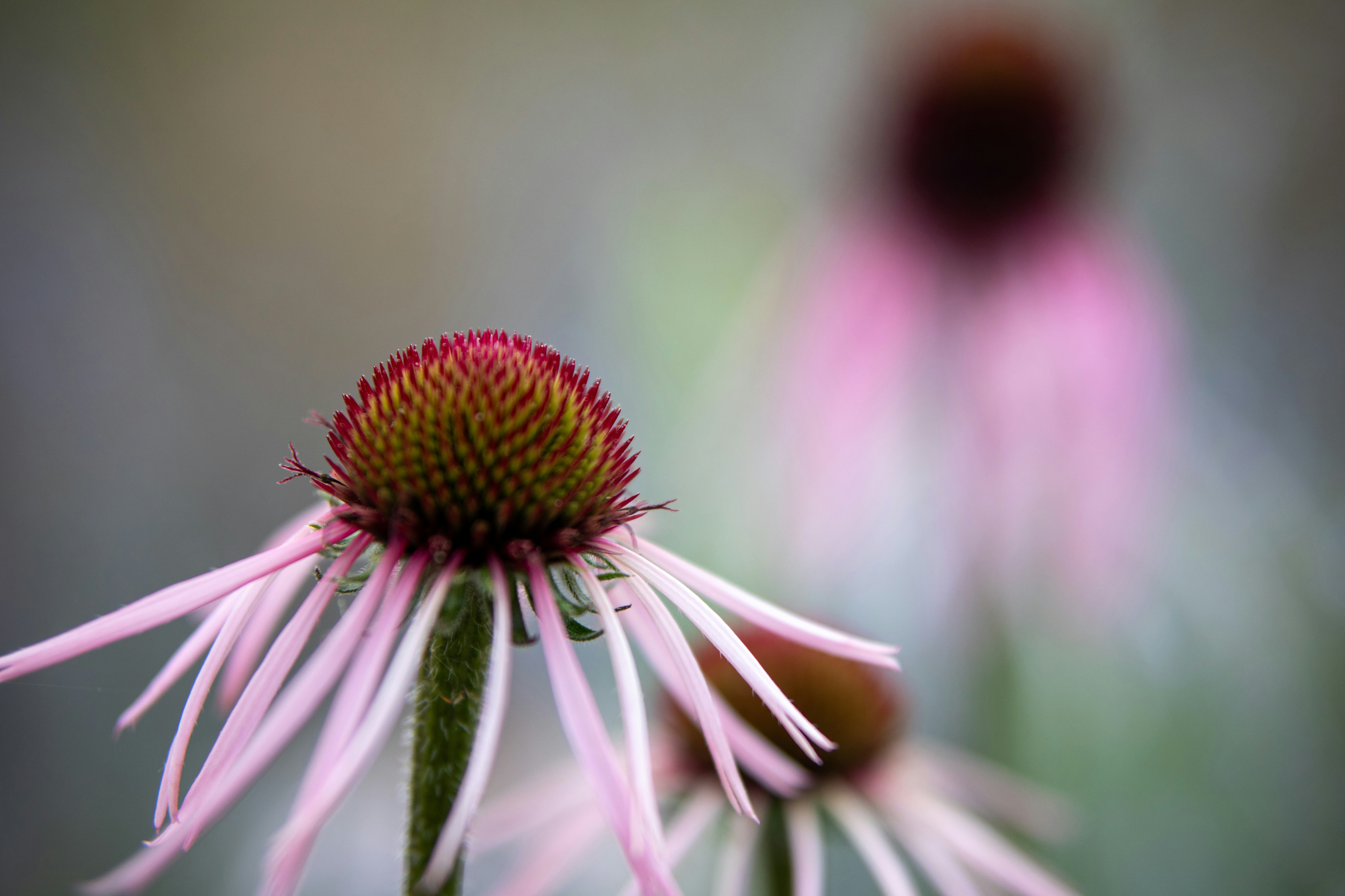 Echinacea finished flowering