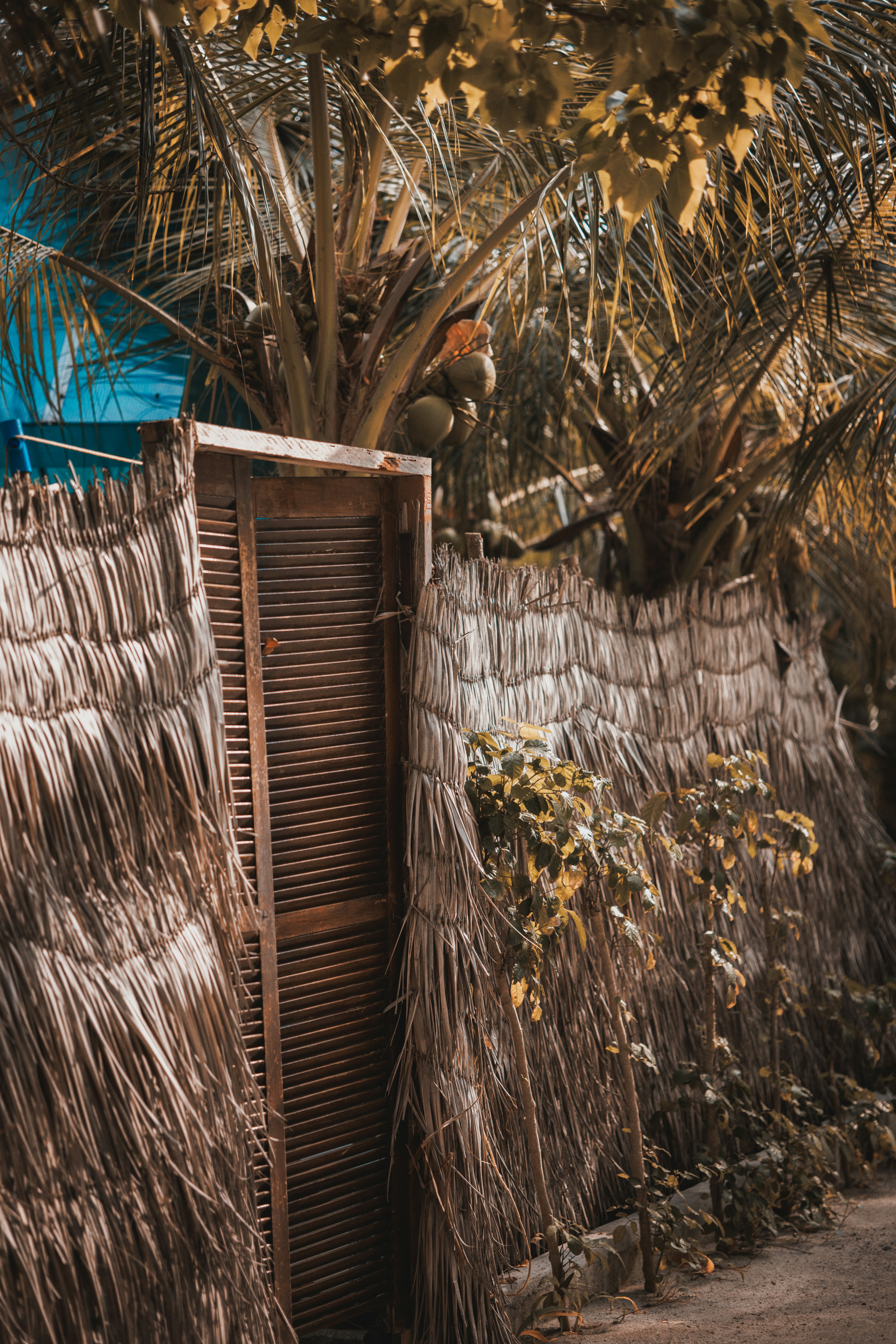 Rustic doorway tucked within a woven palm fence, with tropical plants and a blue sky peeking above. A calm, sunlit alleyway suggesting a secluded courtyard.