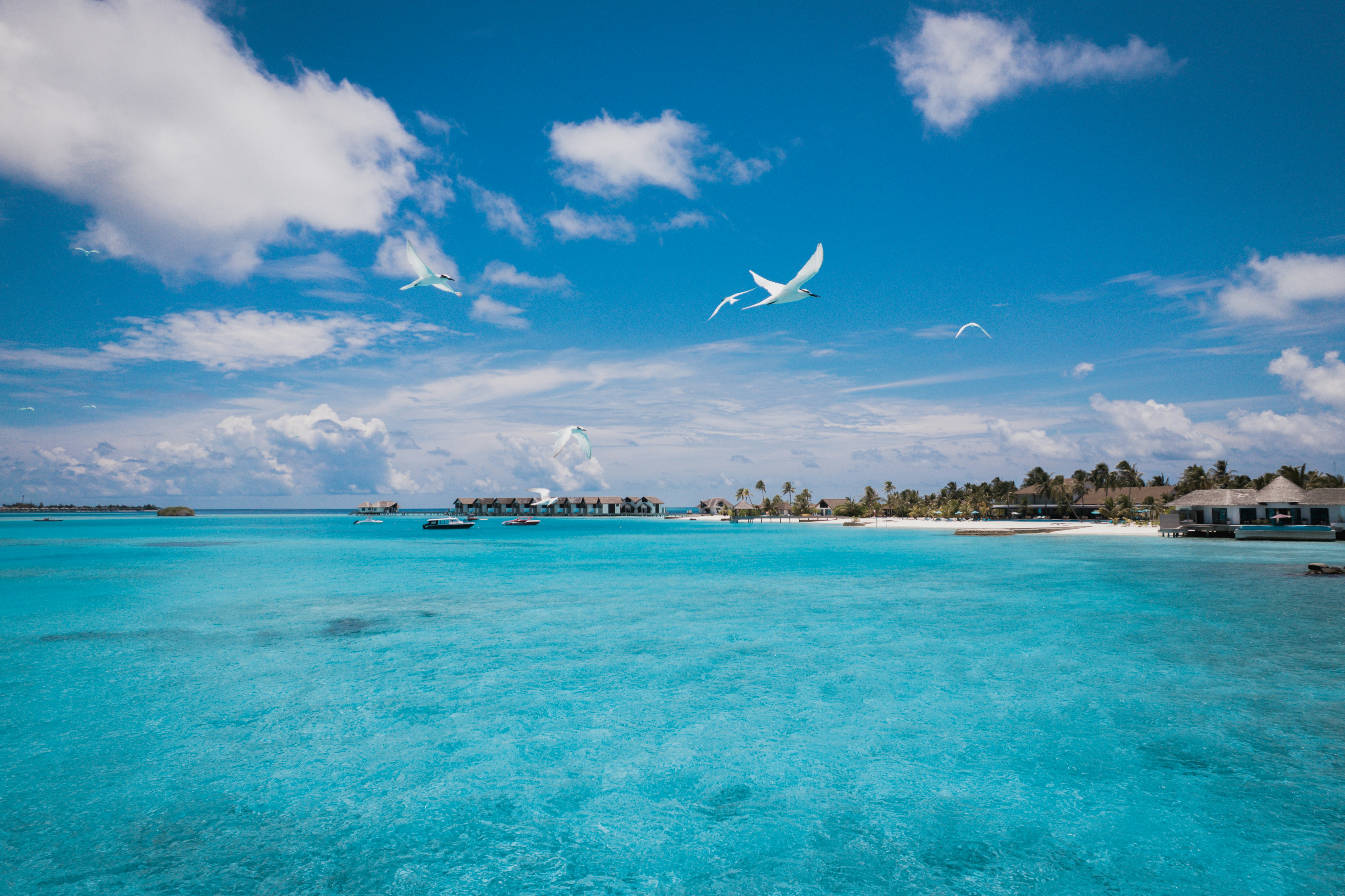Turquoise Waters and White Sails: A Distant Horizon over a Caribbean Shore