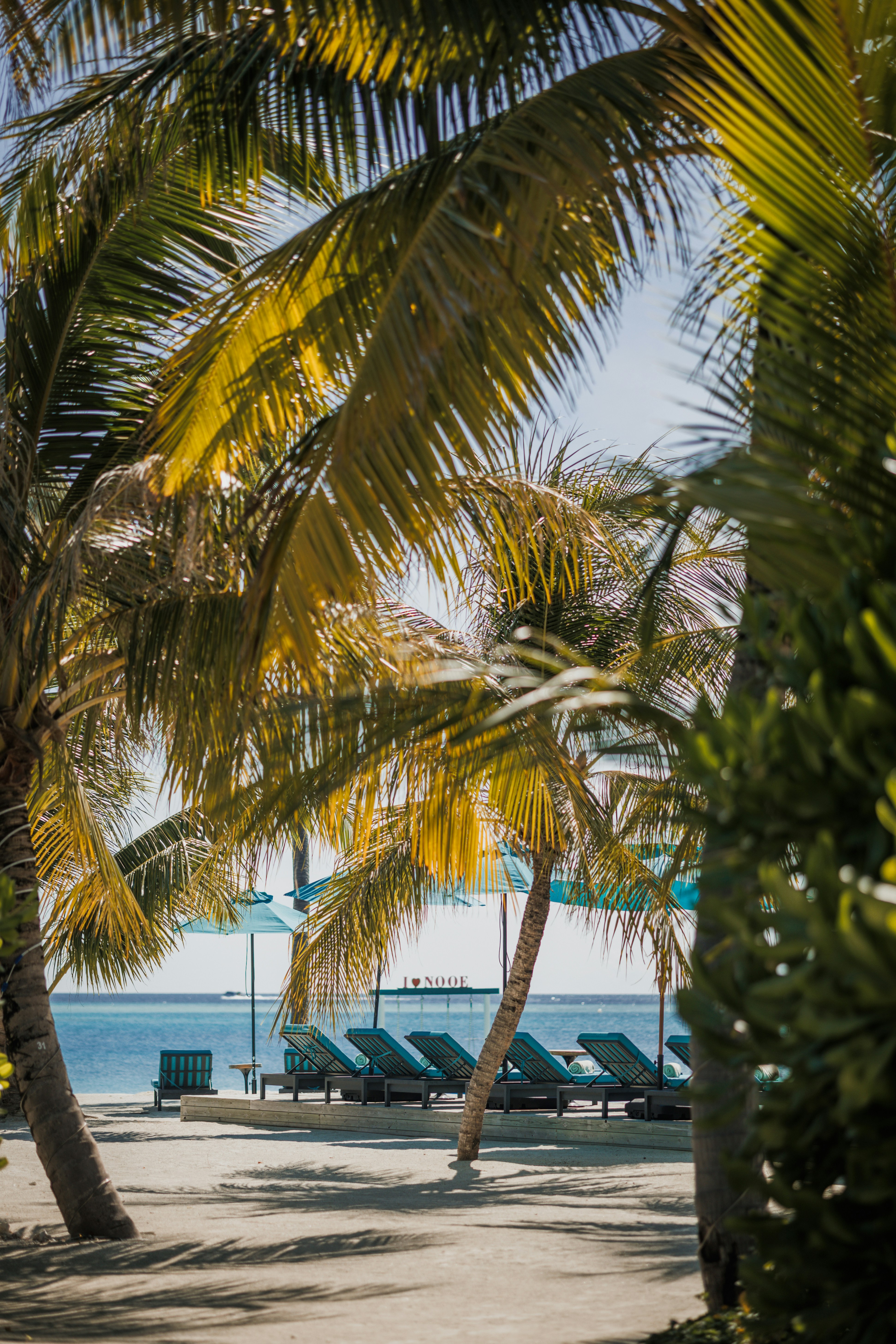 Sunlit Palm Gate: A Slice of Beachfront Dromedary Calm
