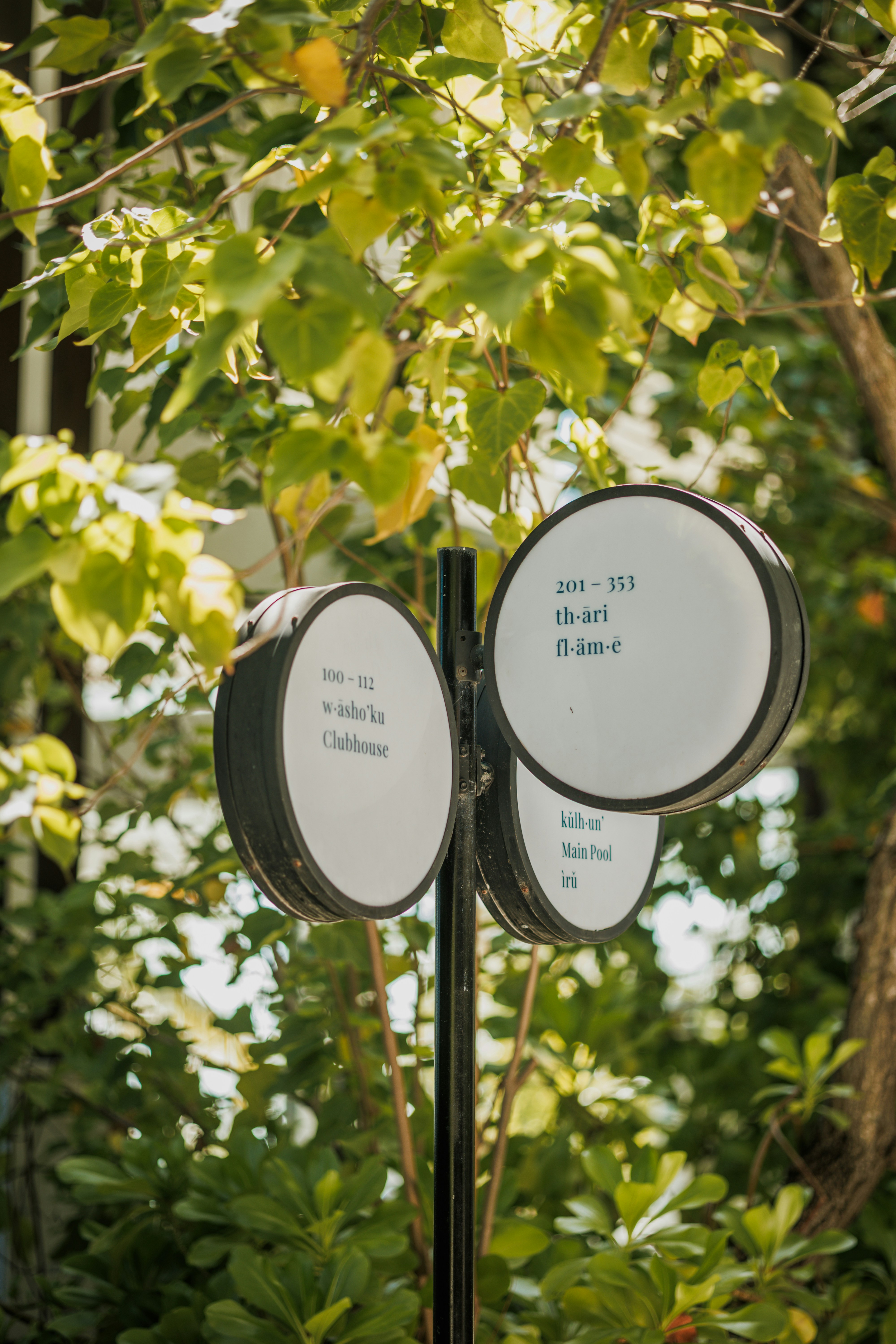 Overgrown Bus Stop Signs Amid Sunlit Foliage