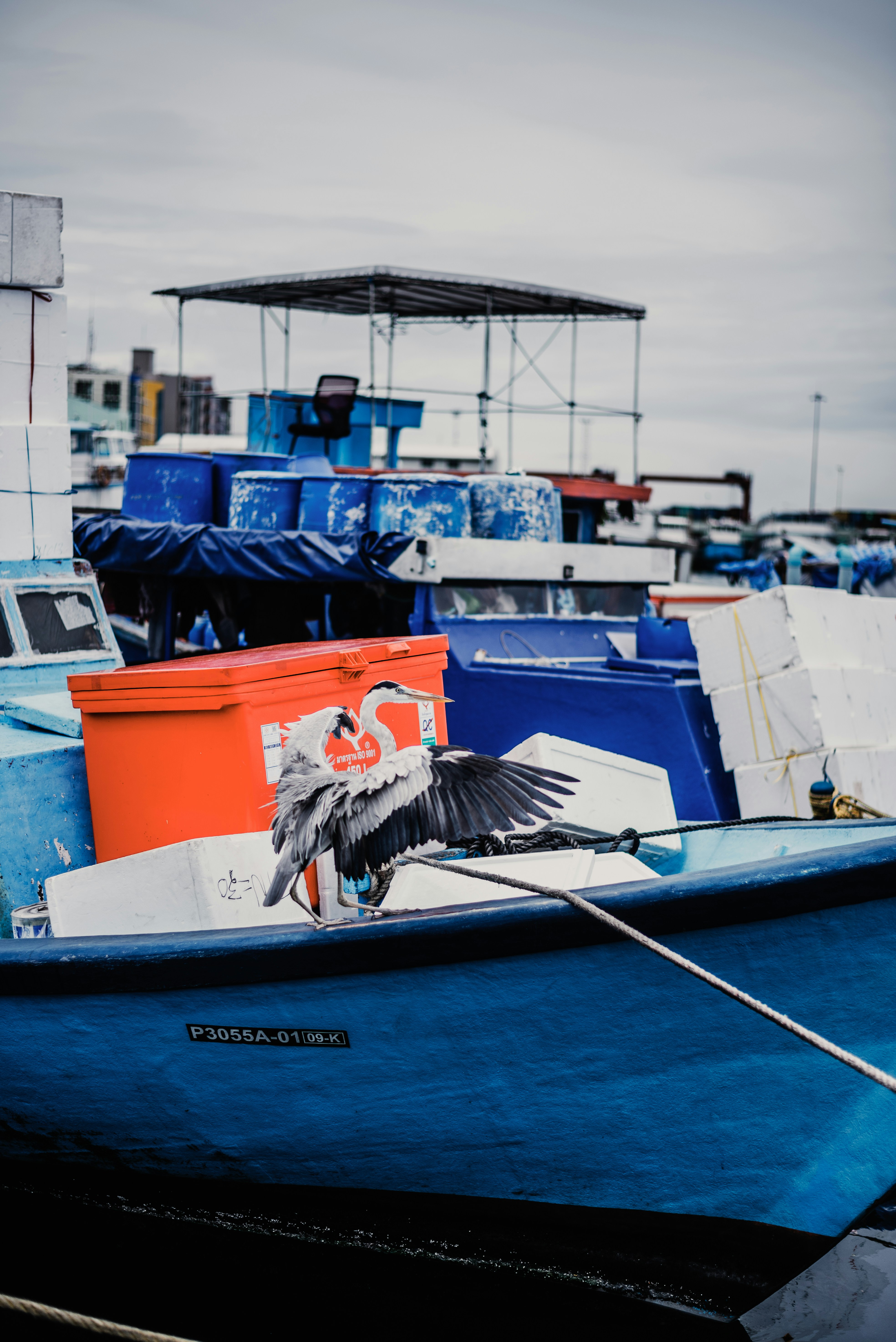 Seagull Over the Blue Hull: A Harbor Moment