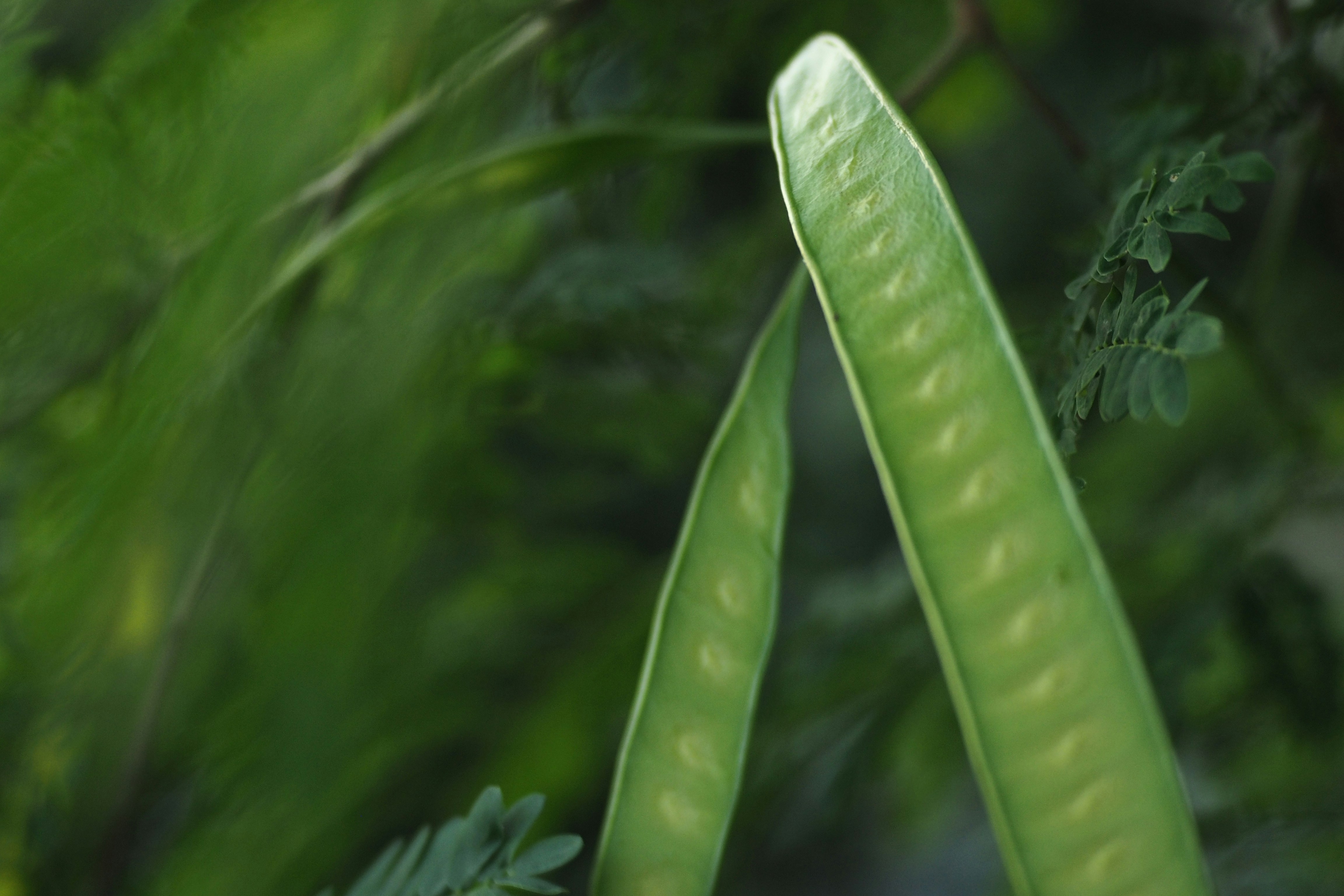 Emerald Pods in Quiet Green: A Macro Portrait of Pea-Like Seeds