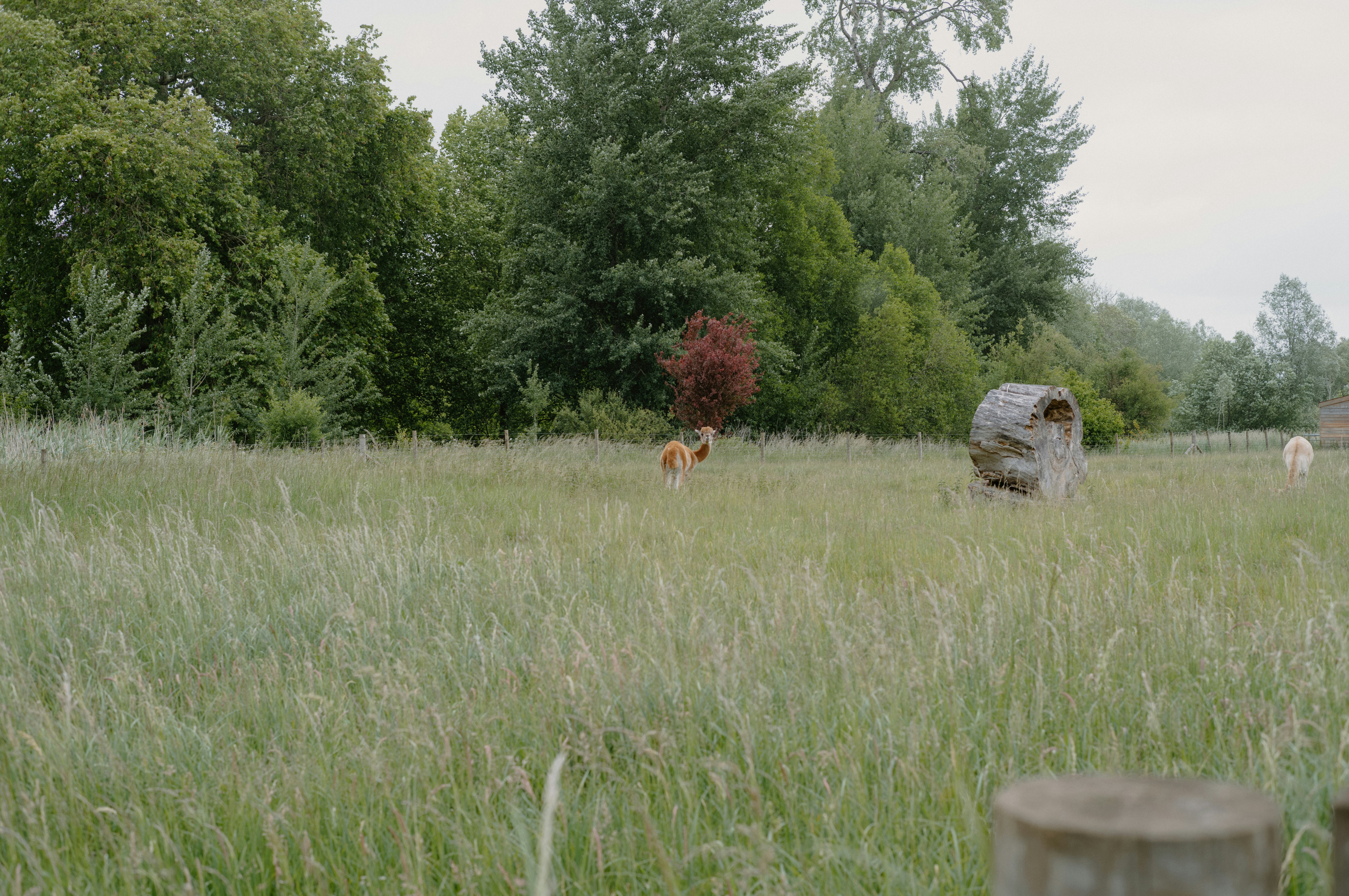 Soft-focus meadow scene with a small deer near the center and a rustic log shelter in the background amid tall grasses.