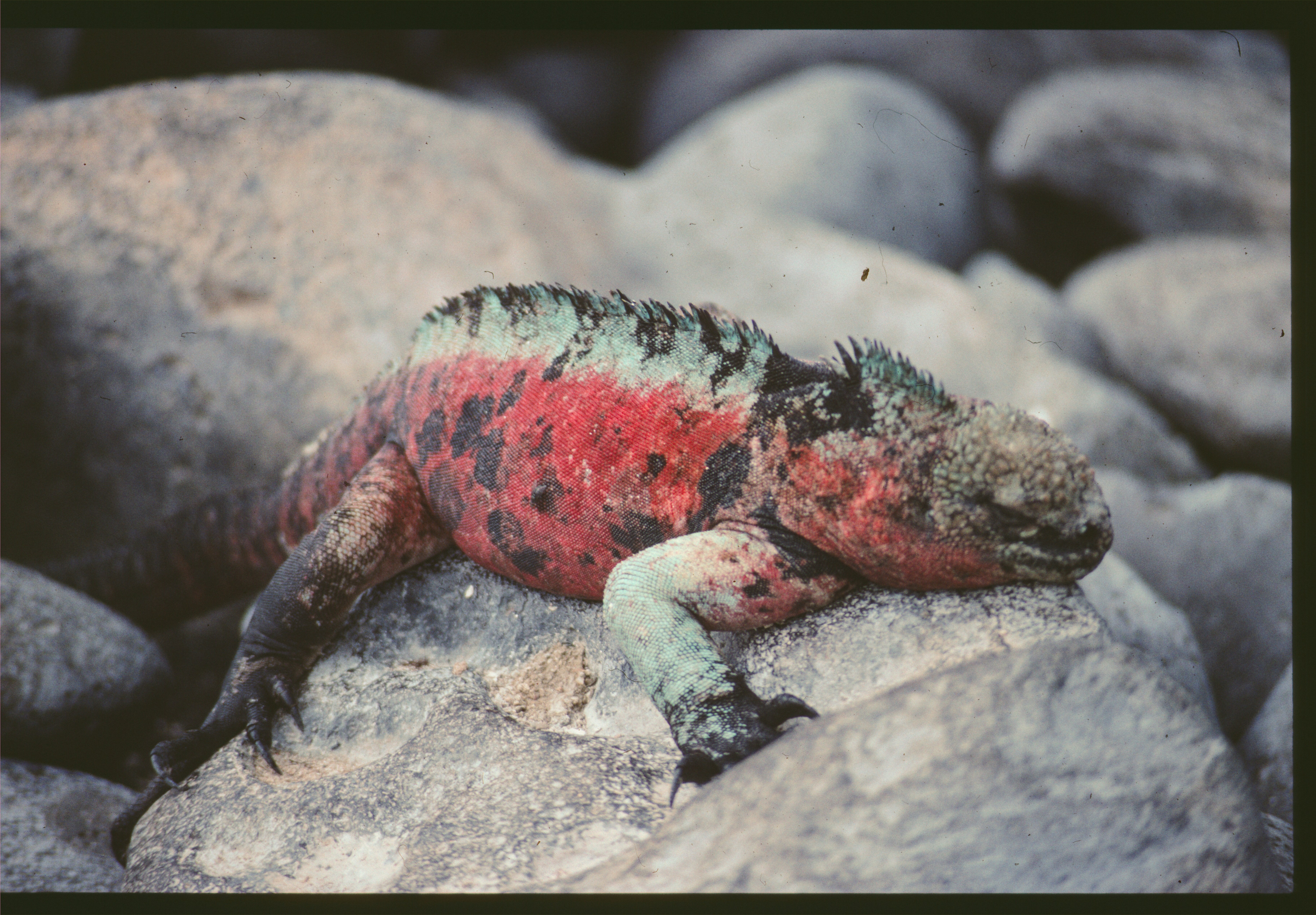 A vibrant red and black iguana resting on grey rocks.