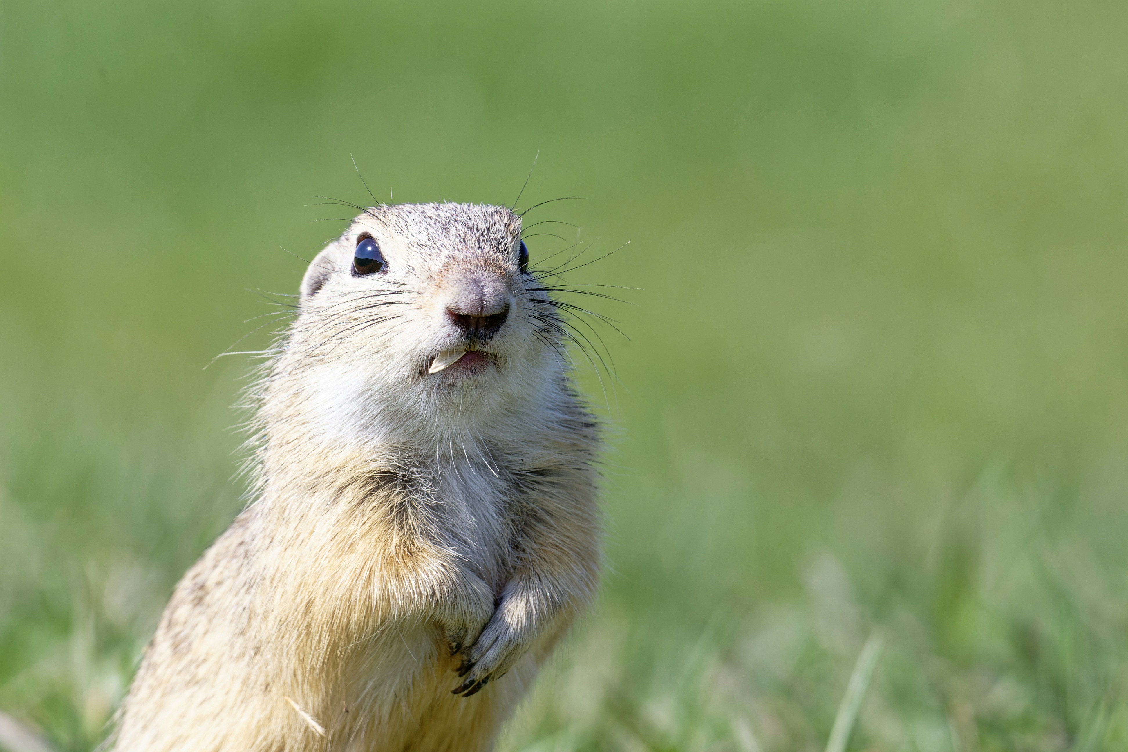 Curious Ground Squirrel Paused in a Sunlit Meadow