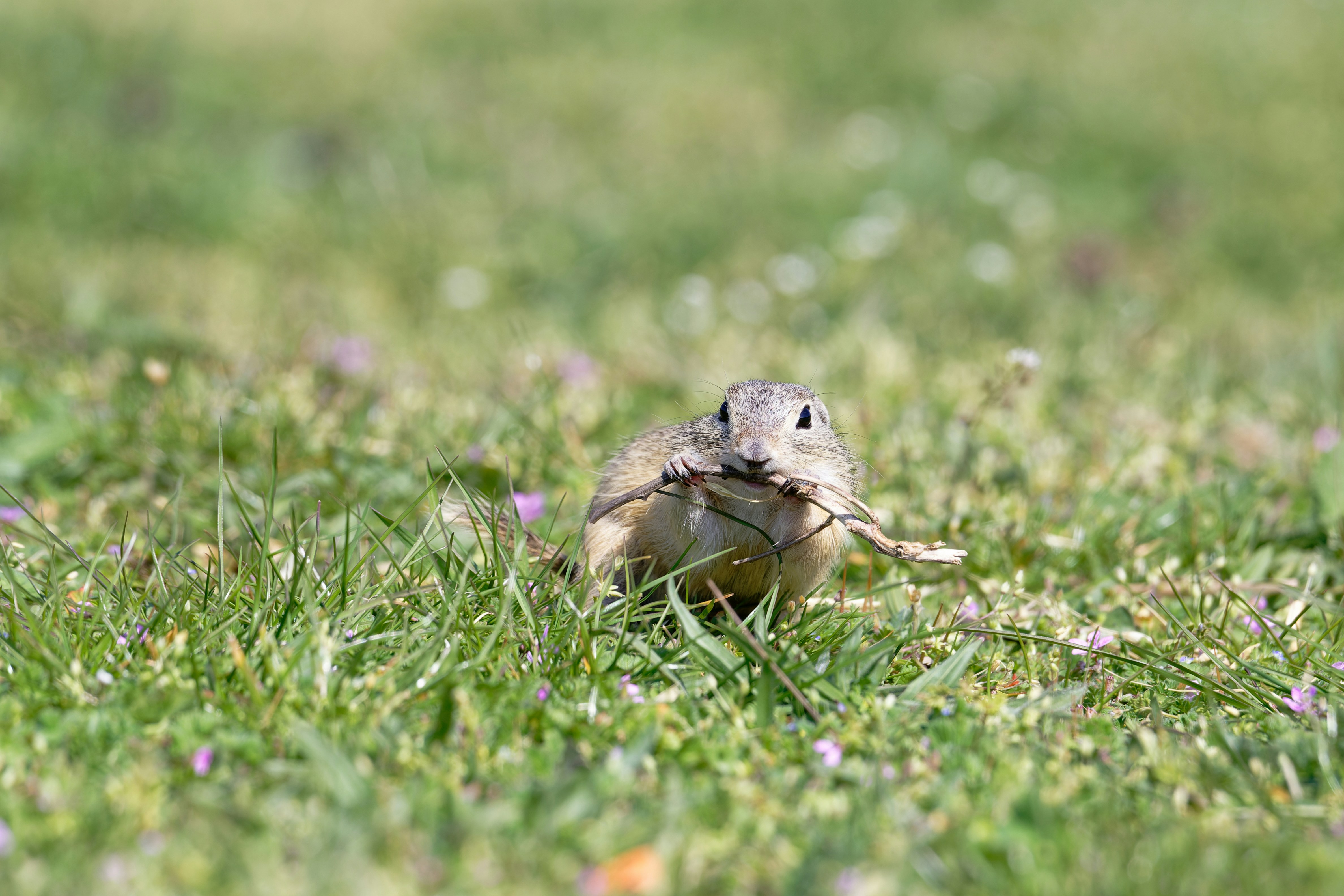 Hedgehog in a Sunlit Meadow: A Curious Pause