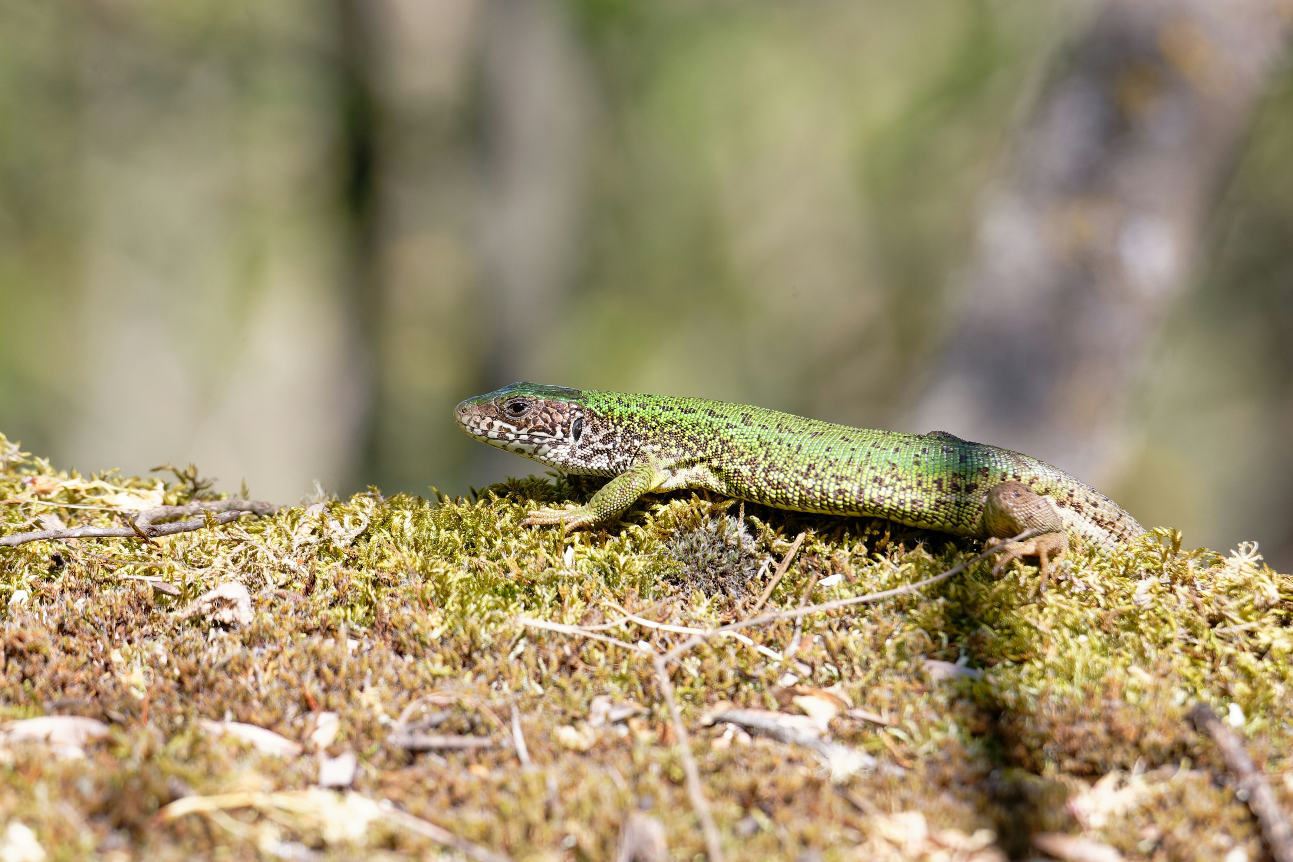Green-latticed Lizard at Mossy Forest Edge