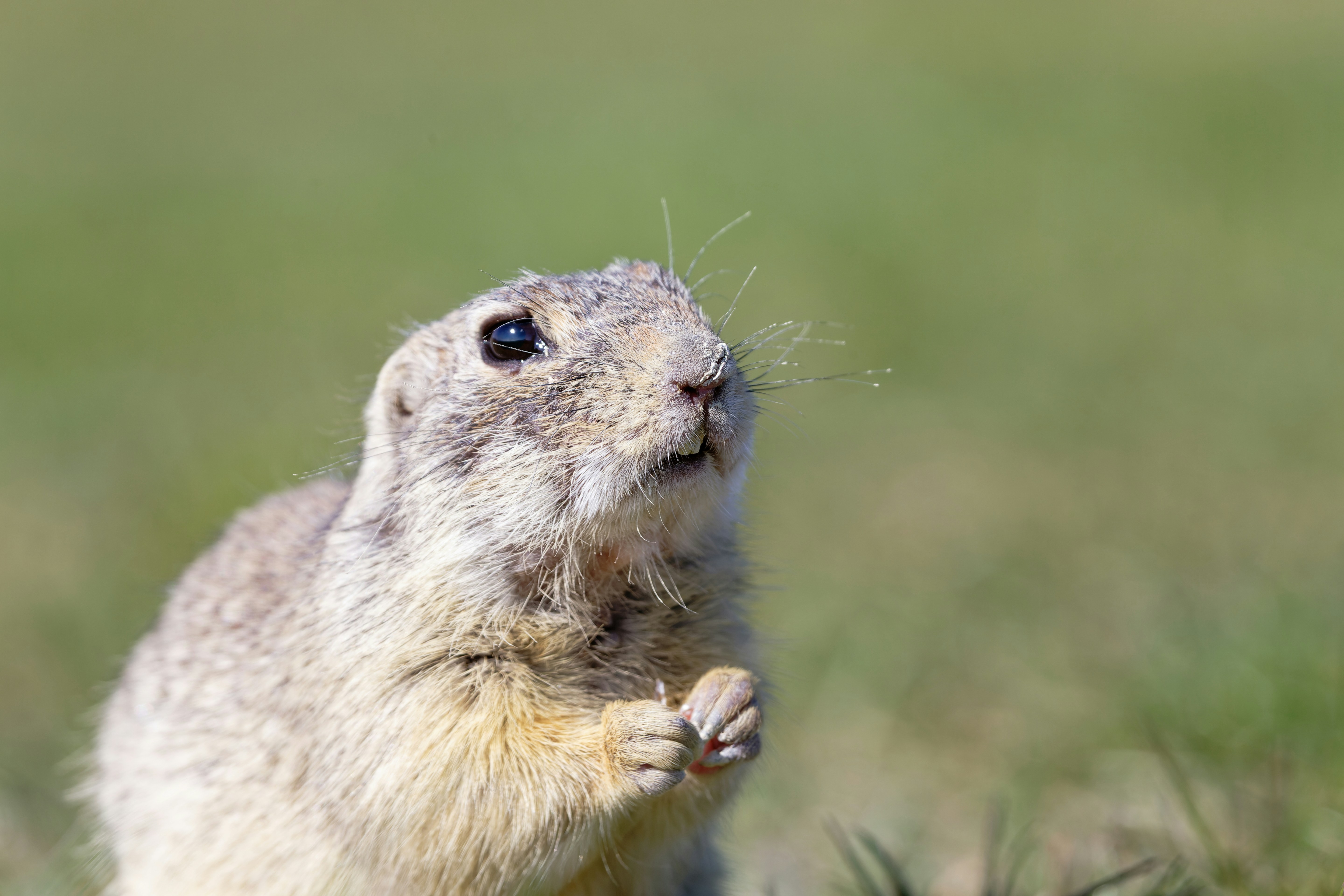 Close-up of a curious prairie rodent lifting paws in sunlit grass