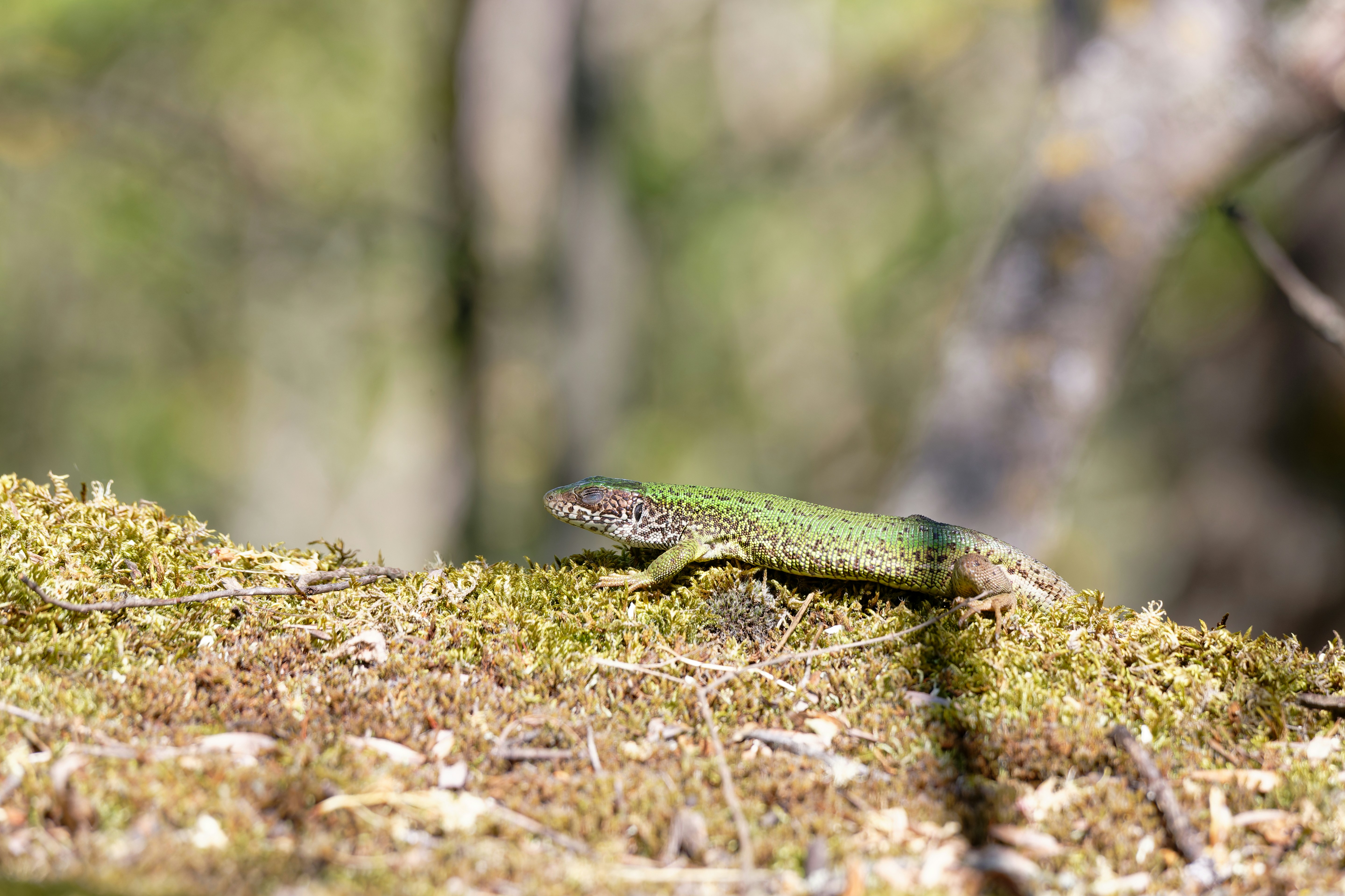 Emerald Lizard on Mossy Log: A Quiet Moment in Forest Light