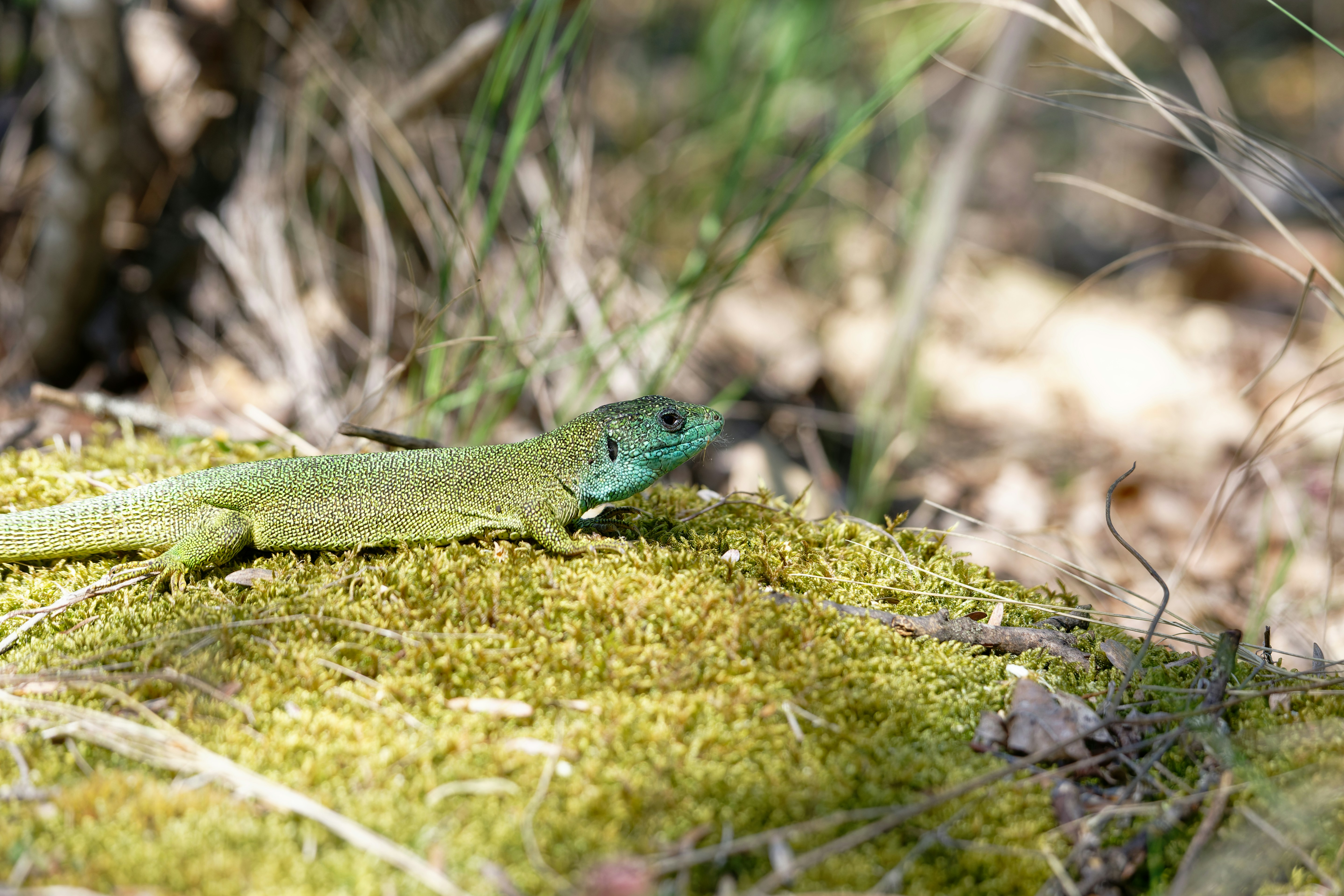 Emerald Lizard Resting on Mossy Terrace