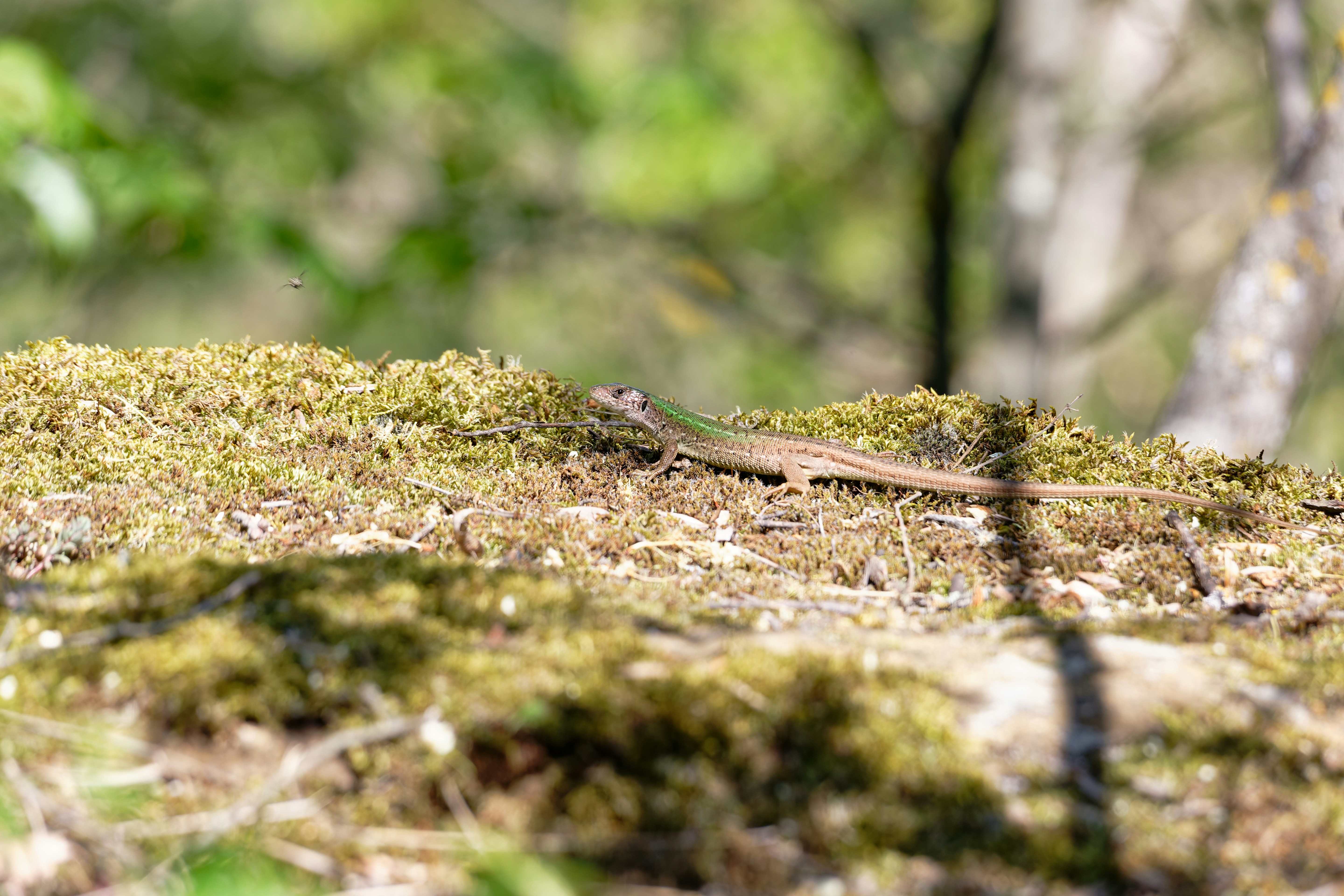 On a Mossy Log: A Lizard Scouting the Forest Floor