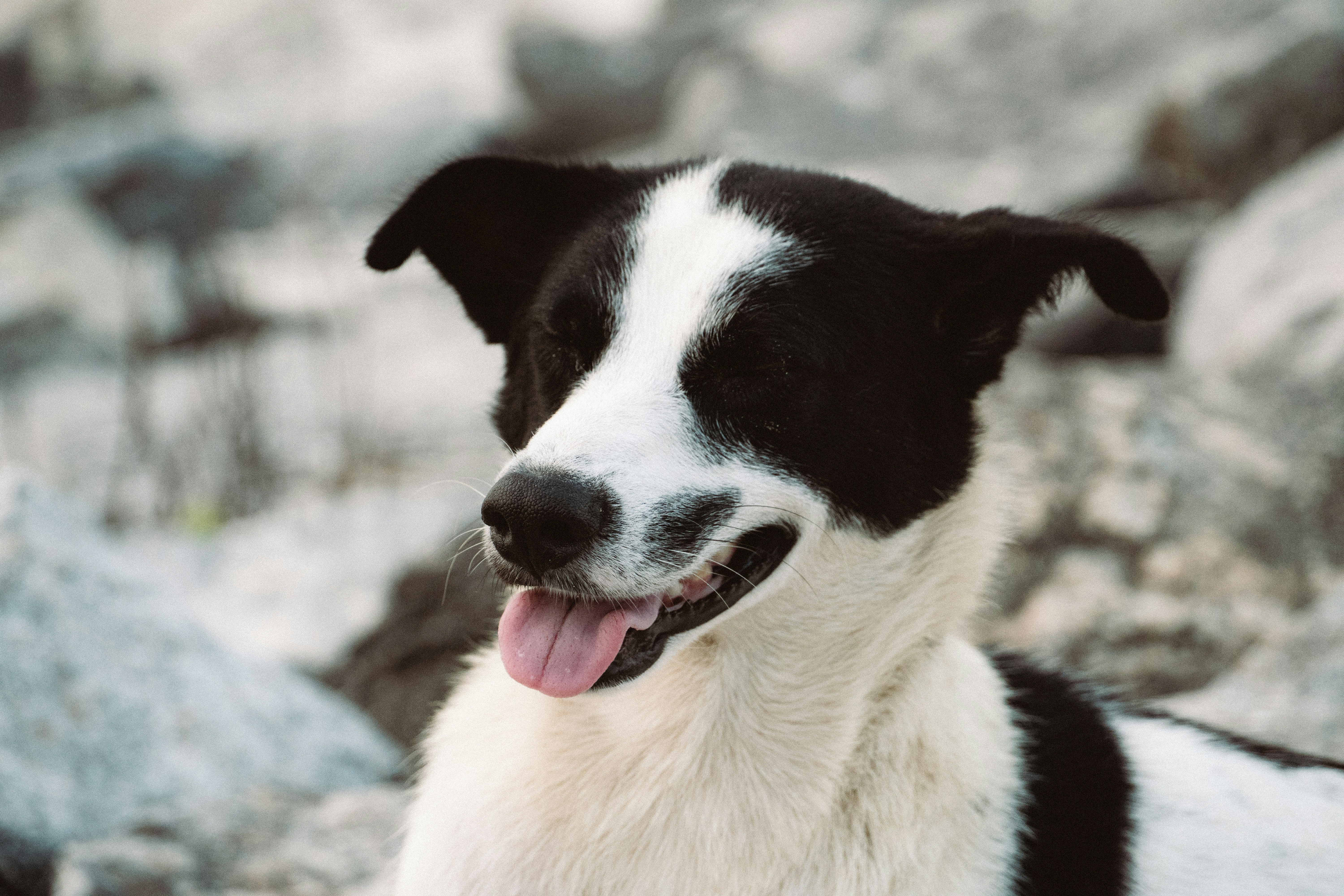 Smiling Border Collie Paired with Quarried Rocks