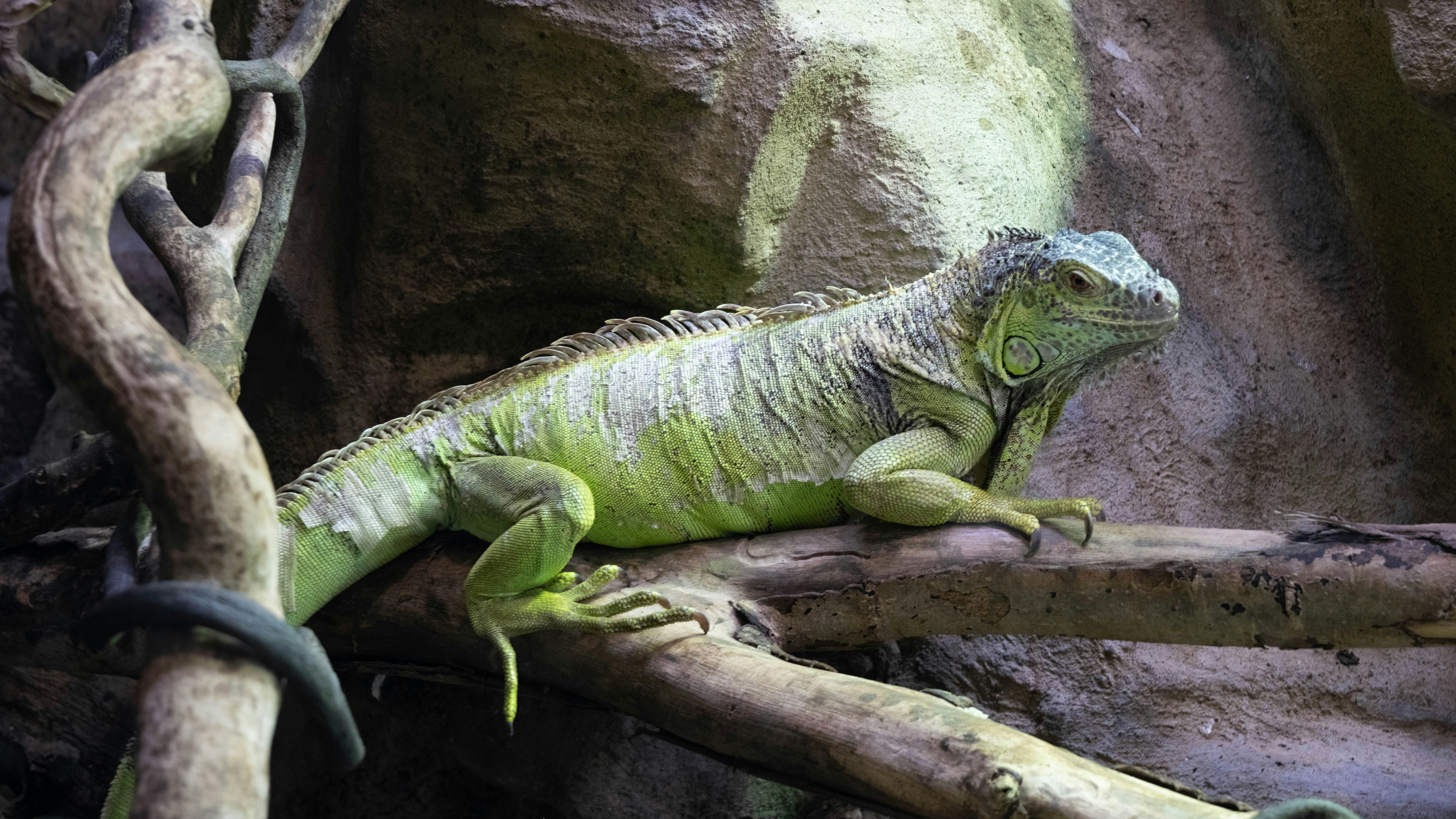 Emerald Stretches: A Green Iguana Reposing on a Wooden Branch