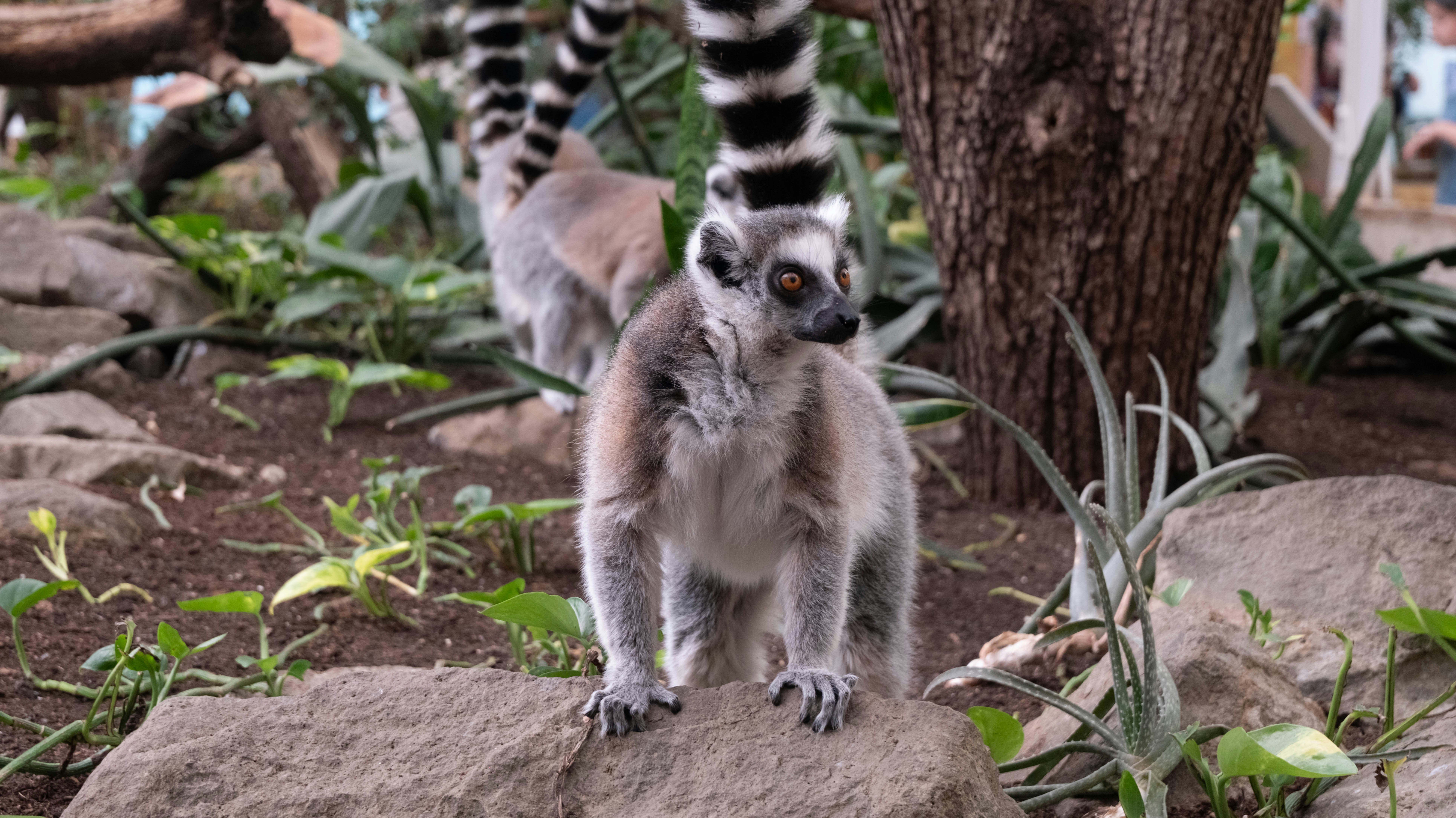 Ring-tailed Lemur Pause: Focus on a Curious Gaze