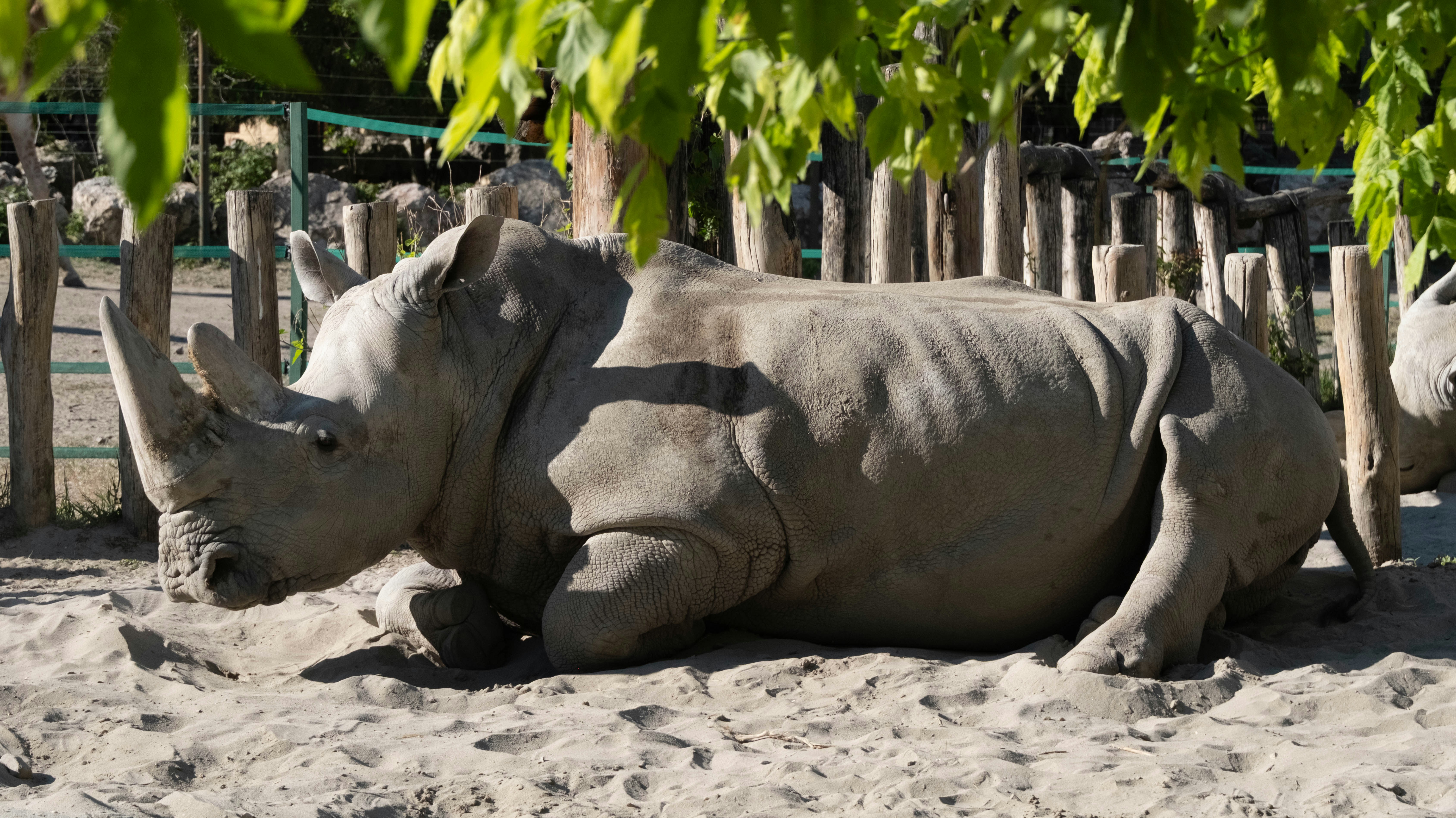 Deep Rest in the Sand: A Rhino at Dusk